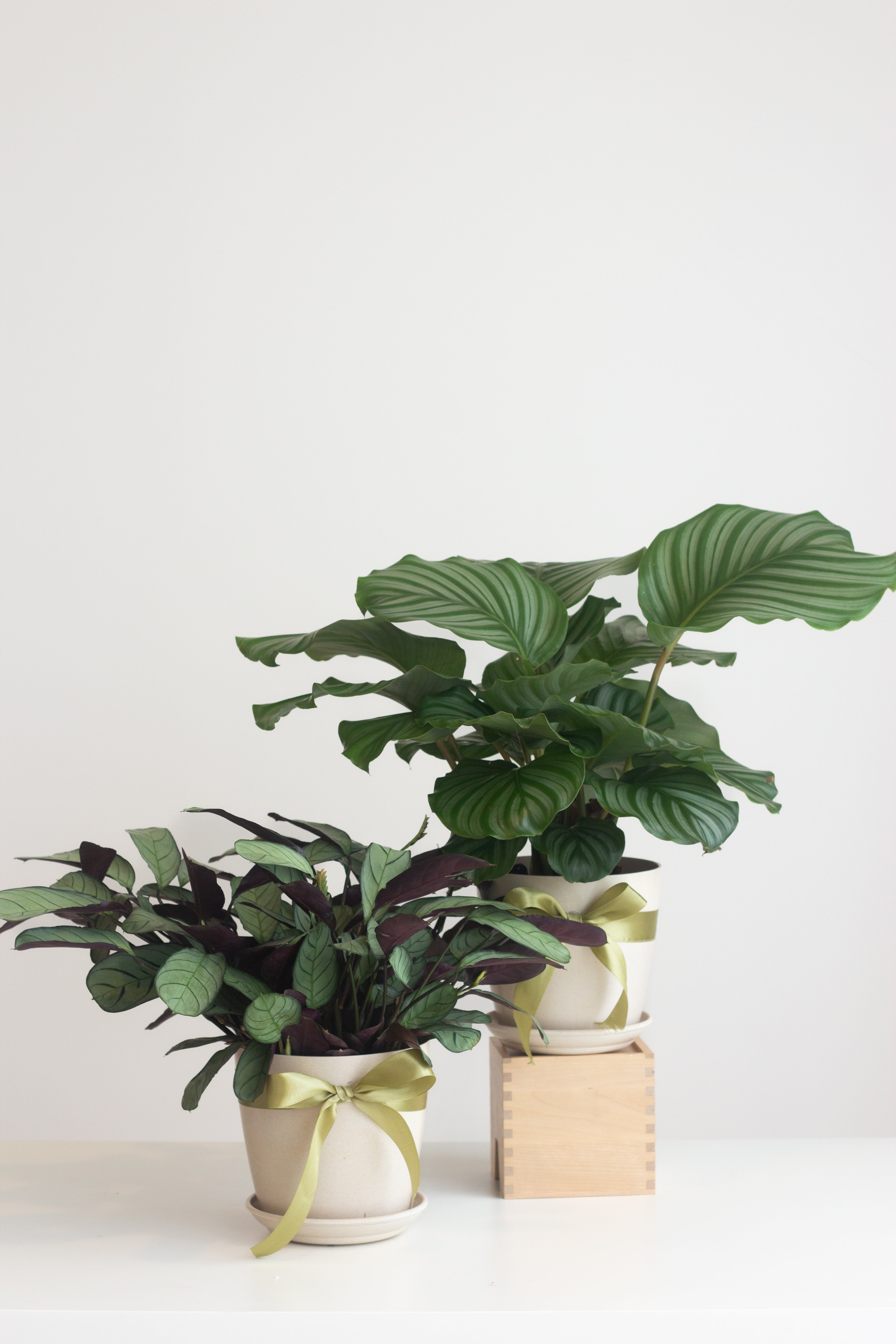 Calathea Elegance Set – Bloomspace