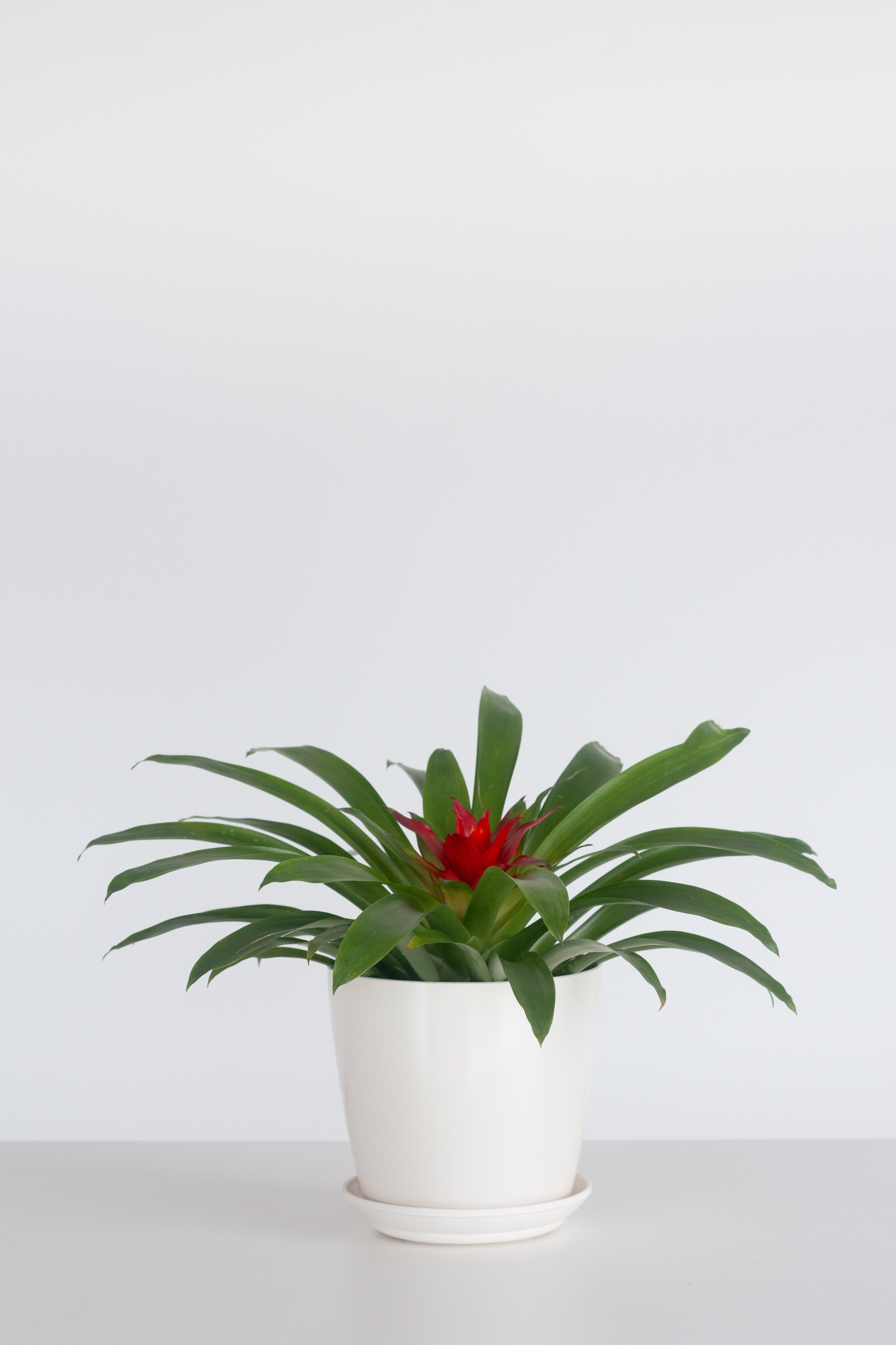 Guzmania Red – Bloomspace