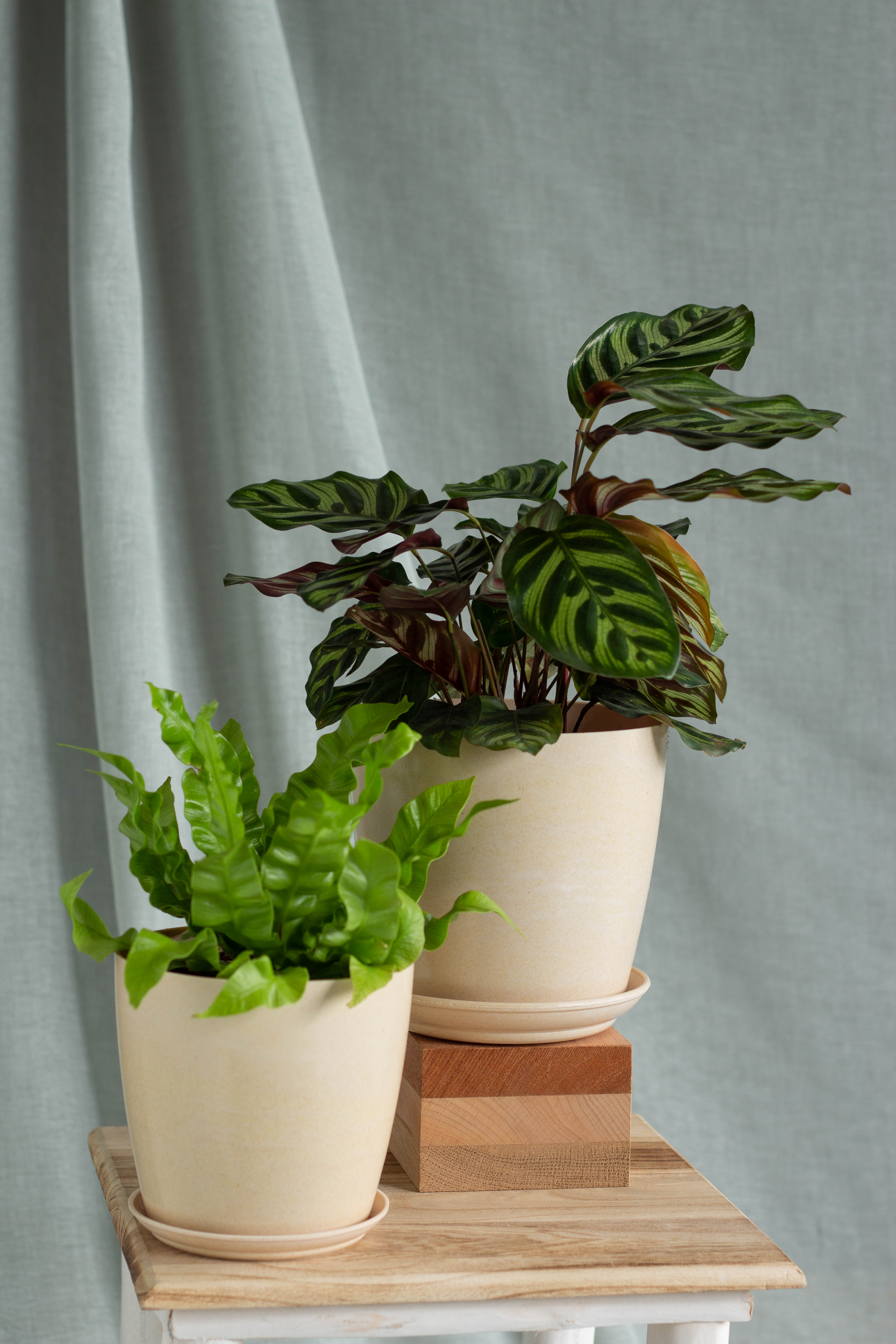 Fancy Set – Bloomspace