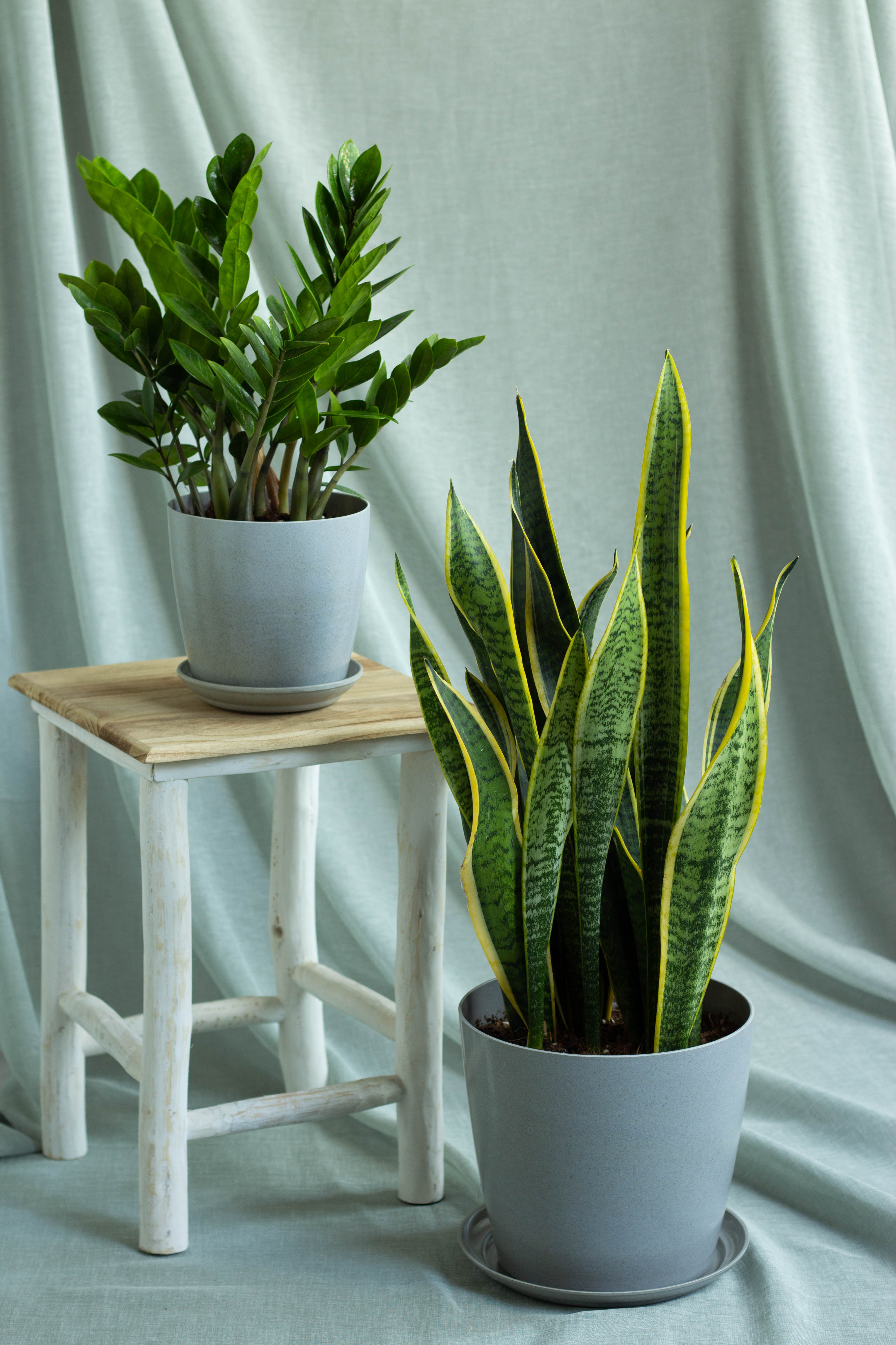 Longevity Set – Bloomspace