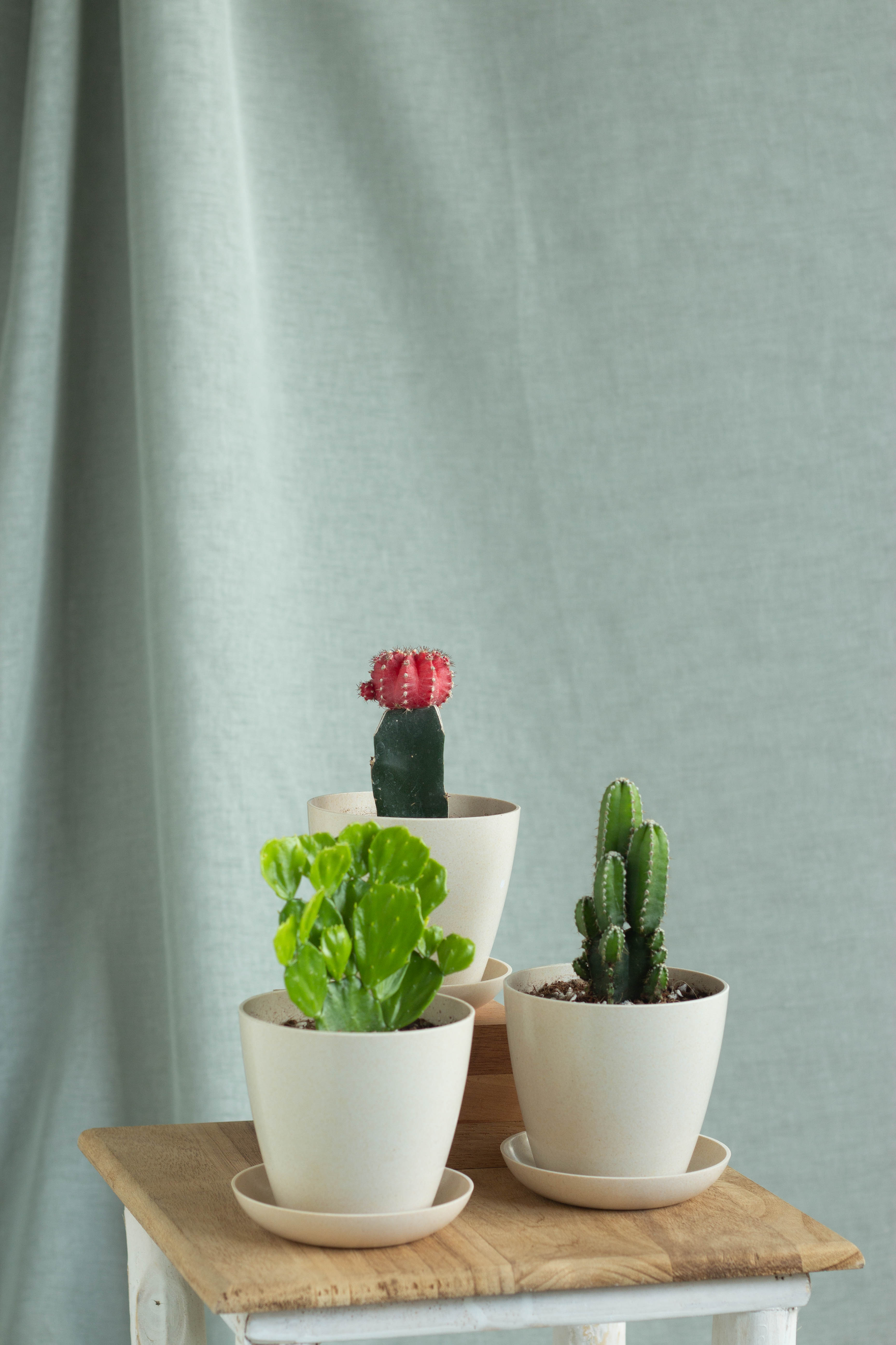 Fairytale Cacti Set – Bloomspace