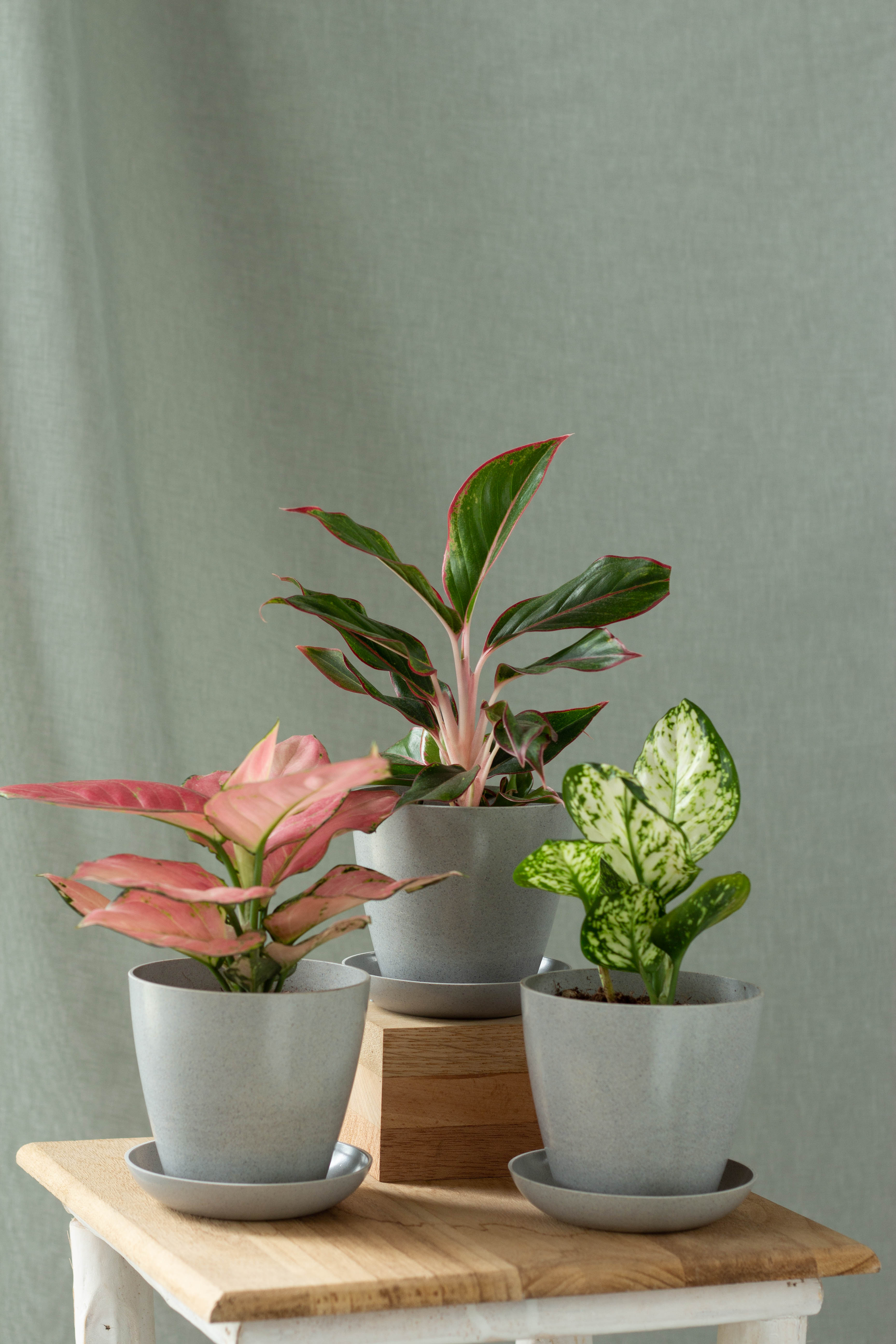 Merry & Bright Set – Bloomspace