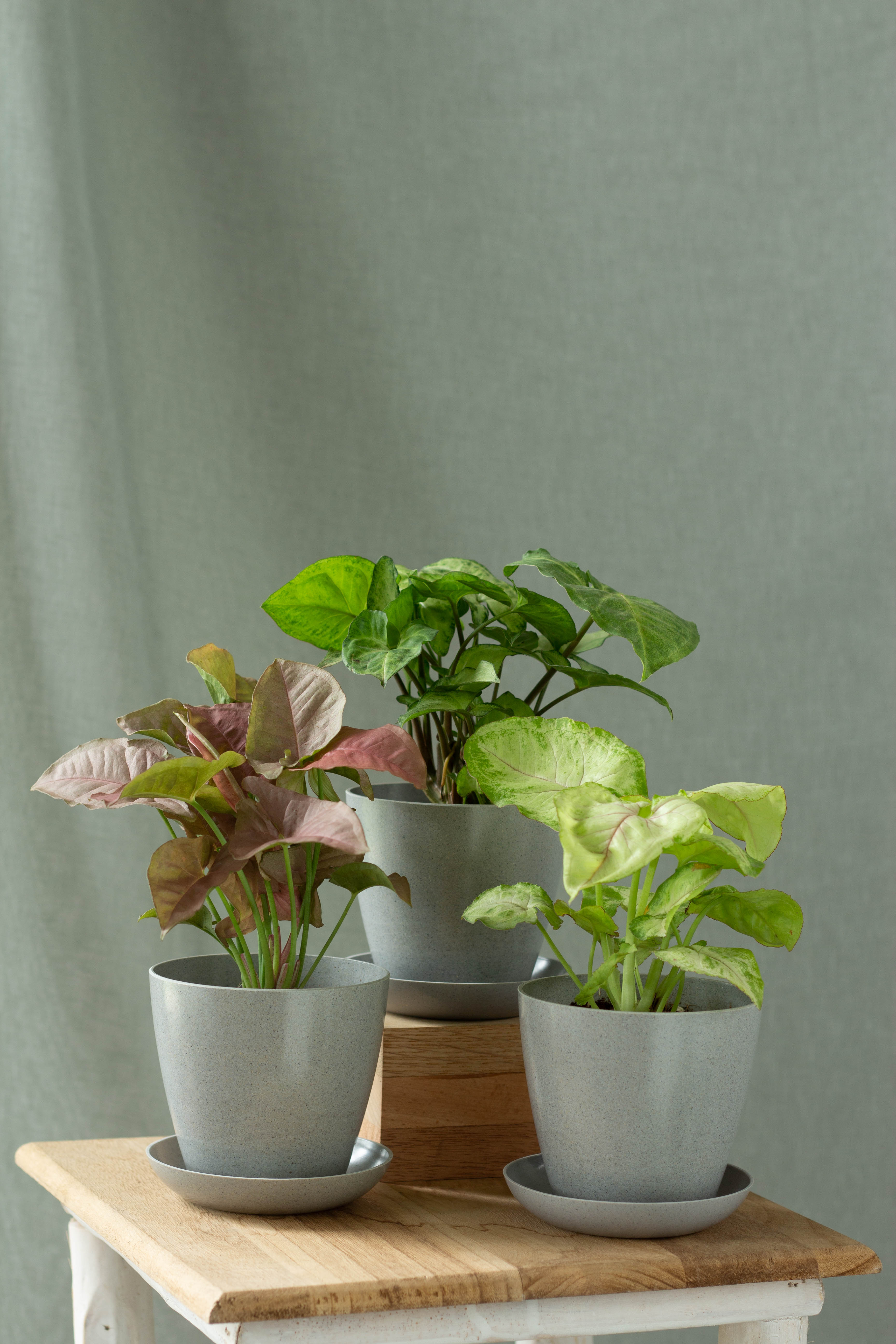 Butterflies Set – Bloomspace