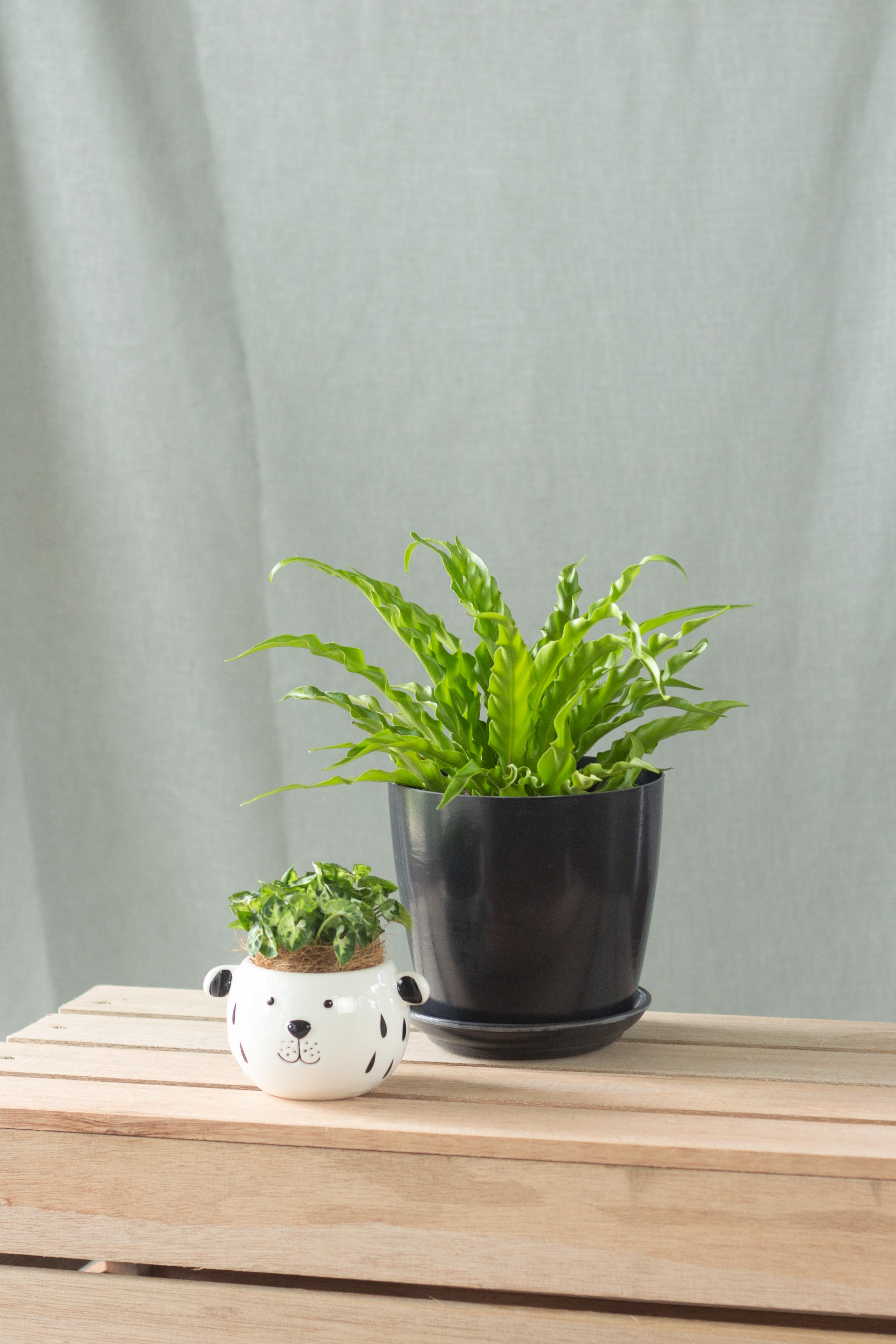 Puppy Love Set – Bloomspace