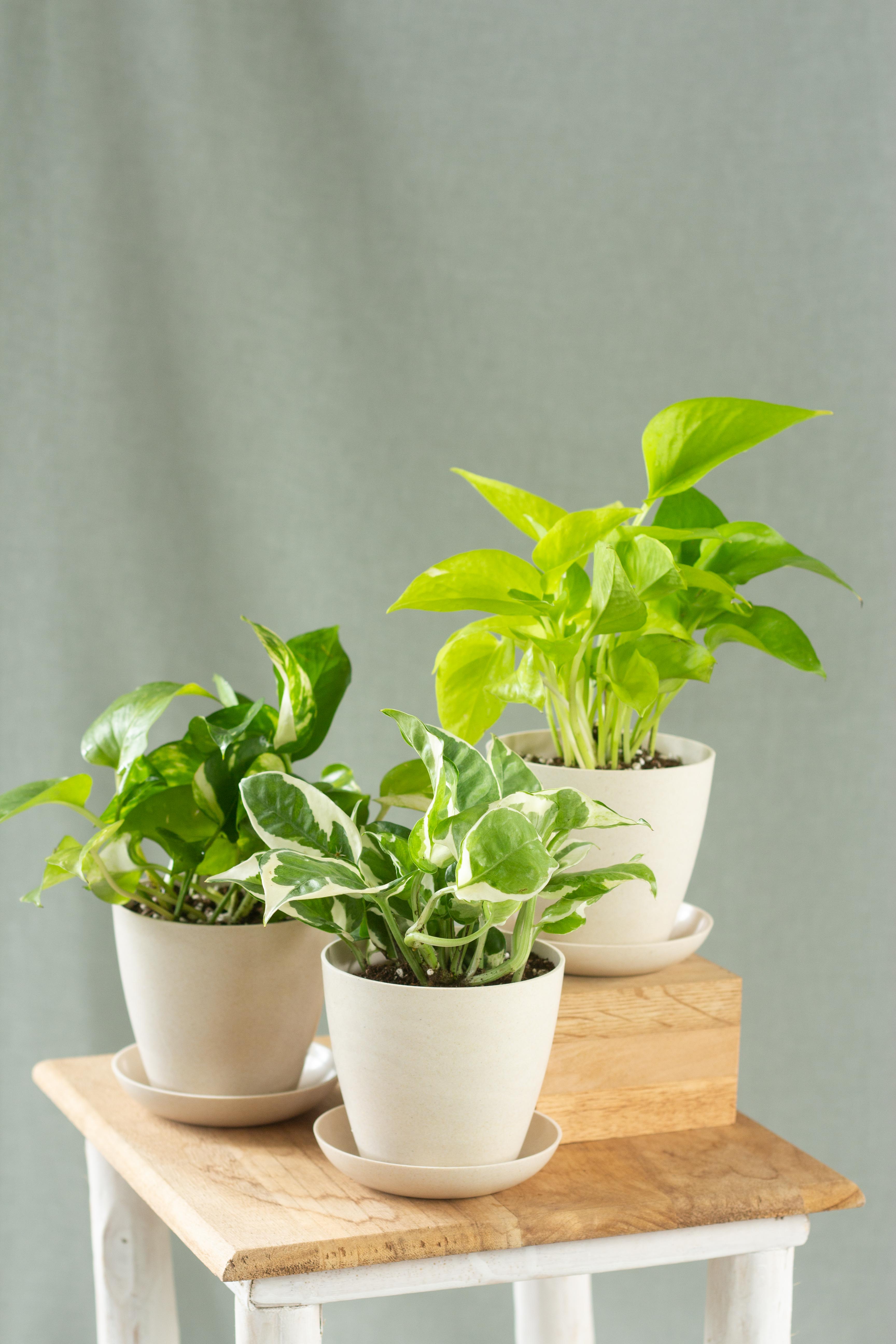 Trailing Vines Set – Bloomspace