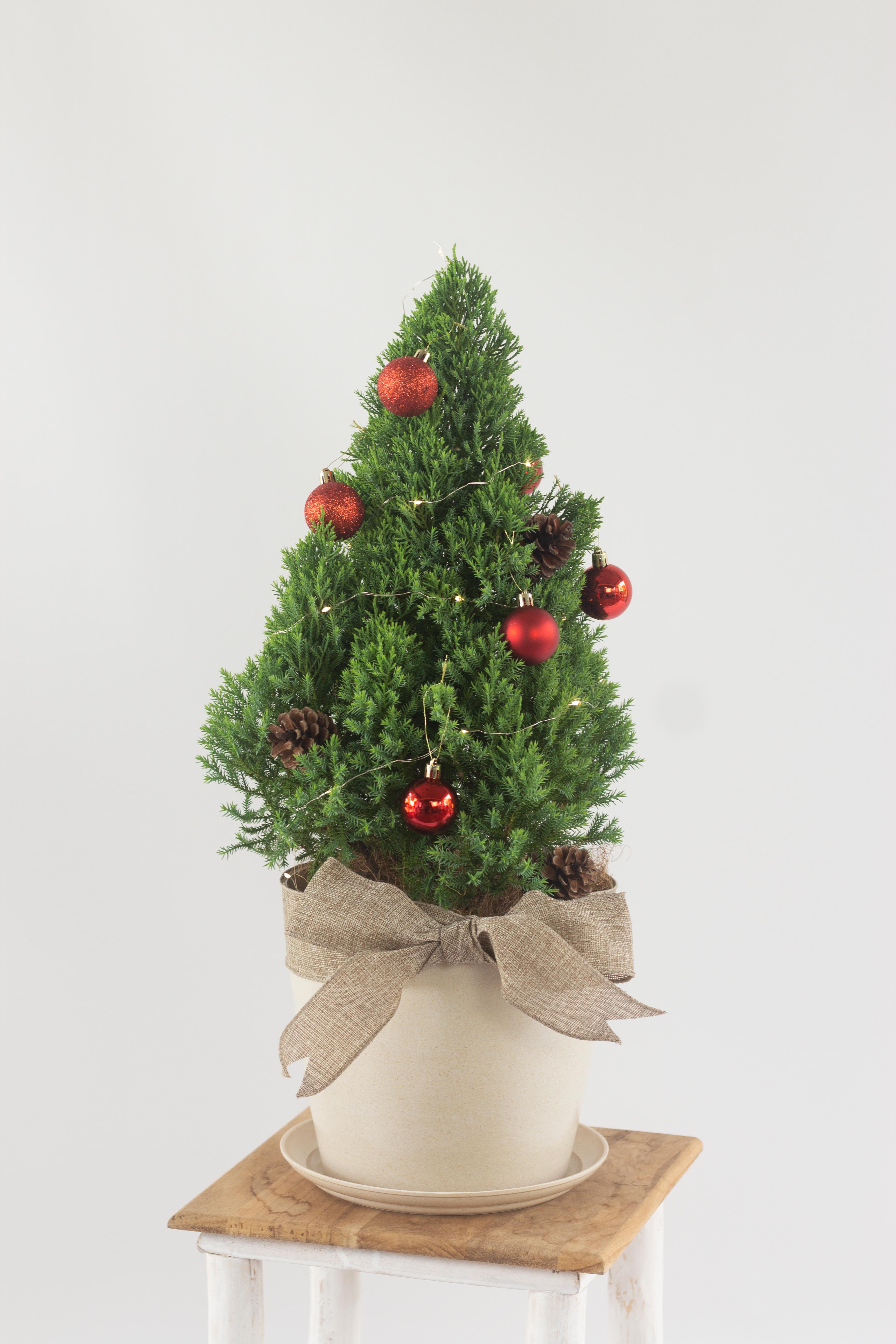 Christmas Pine – Bloomspace