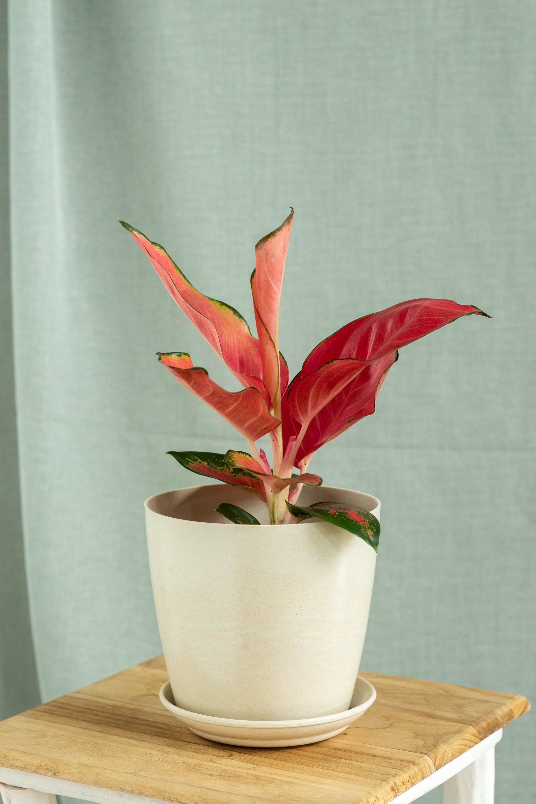 Aglaonema China Red – Bloomspace