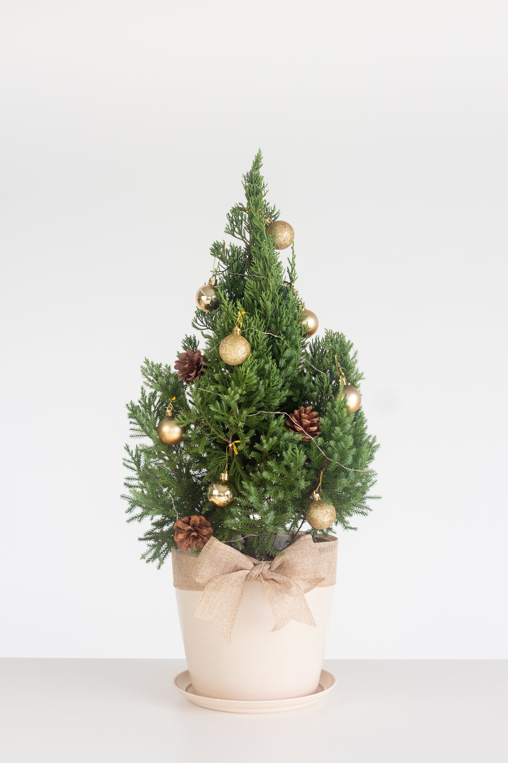 Christmas Pine – Bloomspace