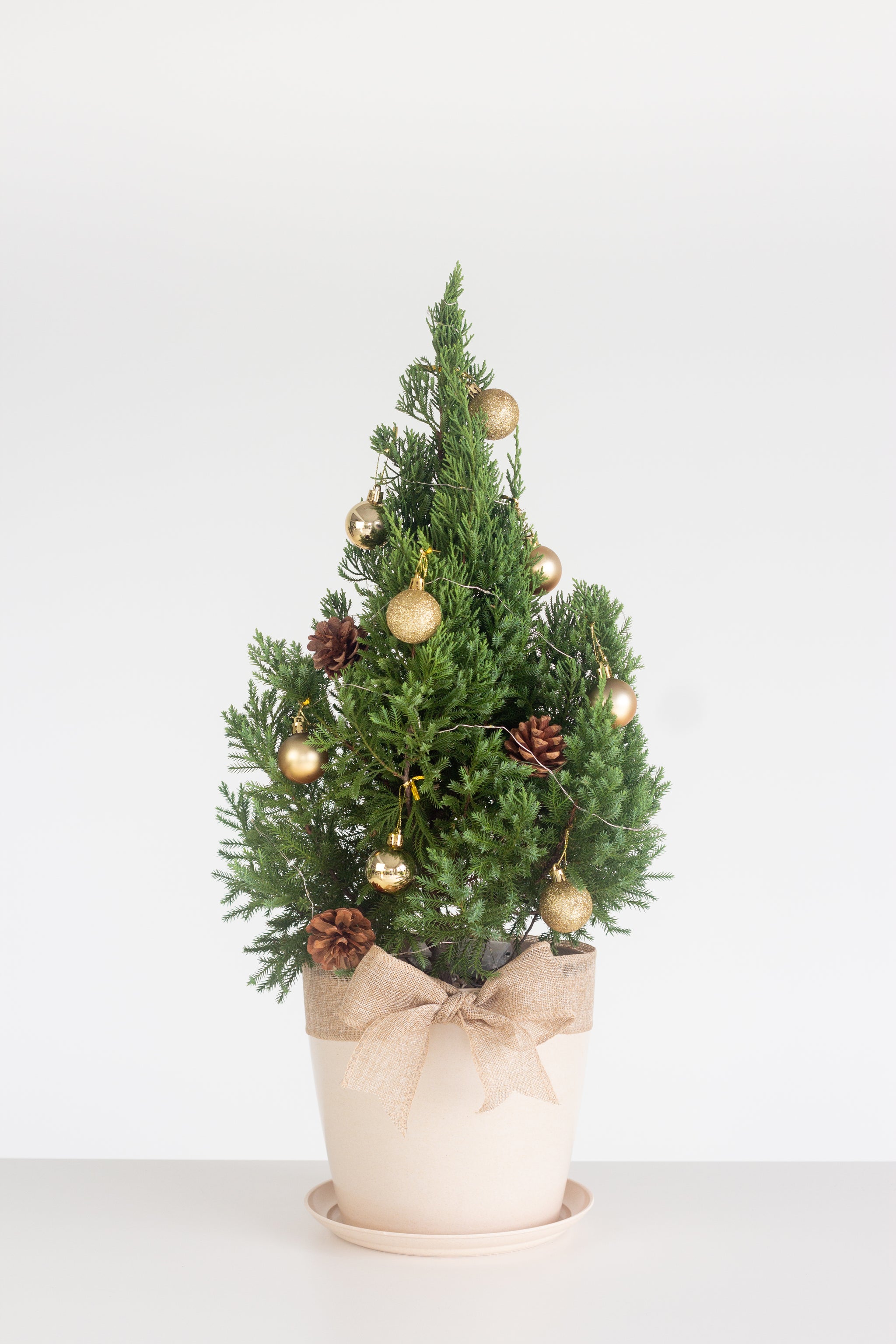 Christmas Pine – Bloomspace