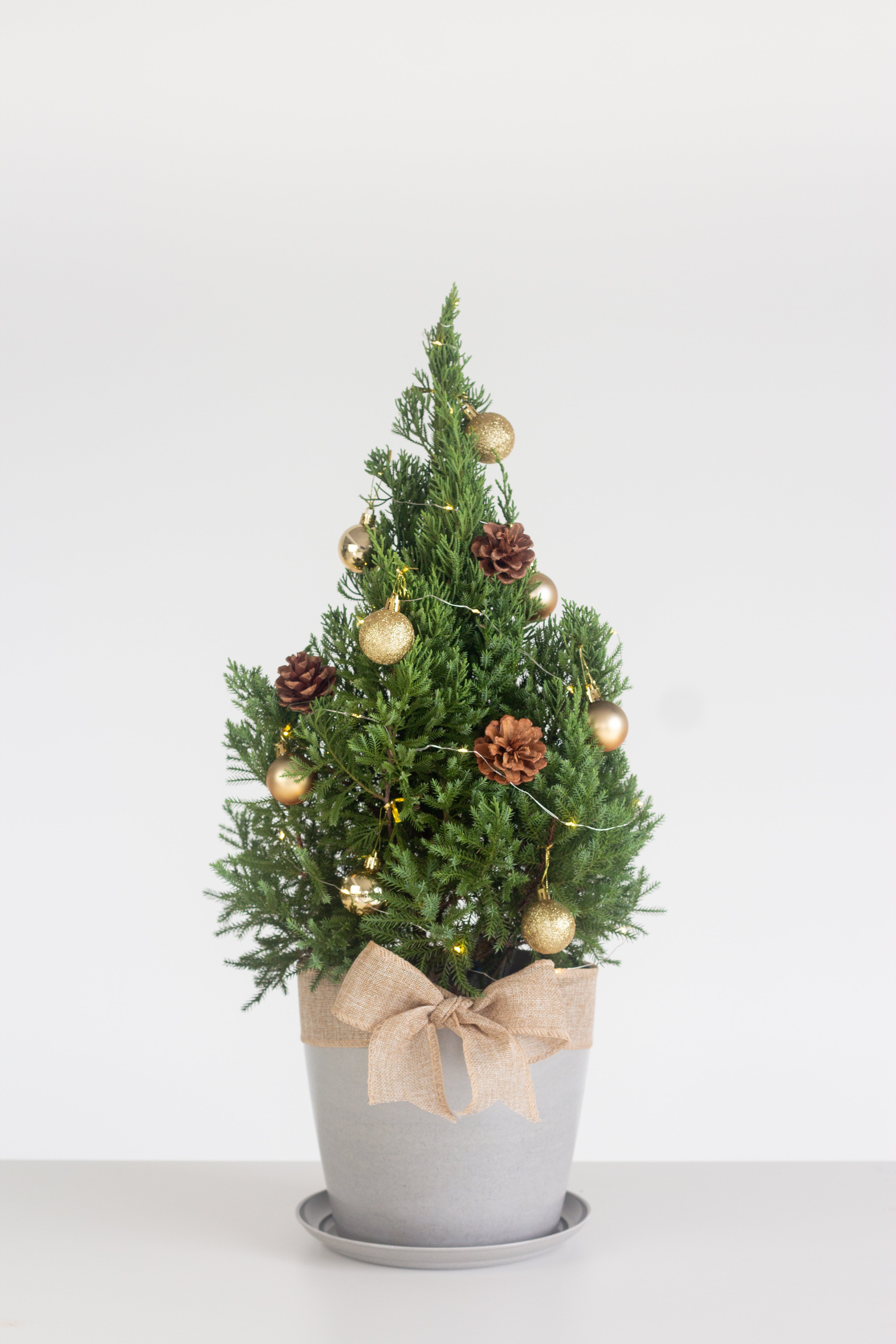Christmas Pine – Bloomspace