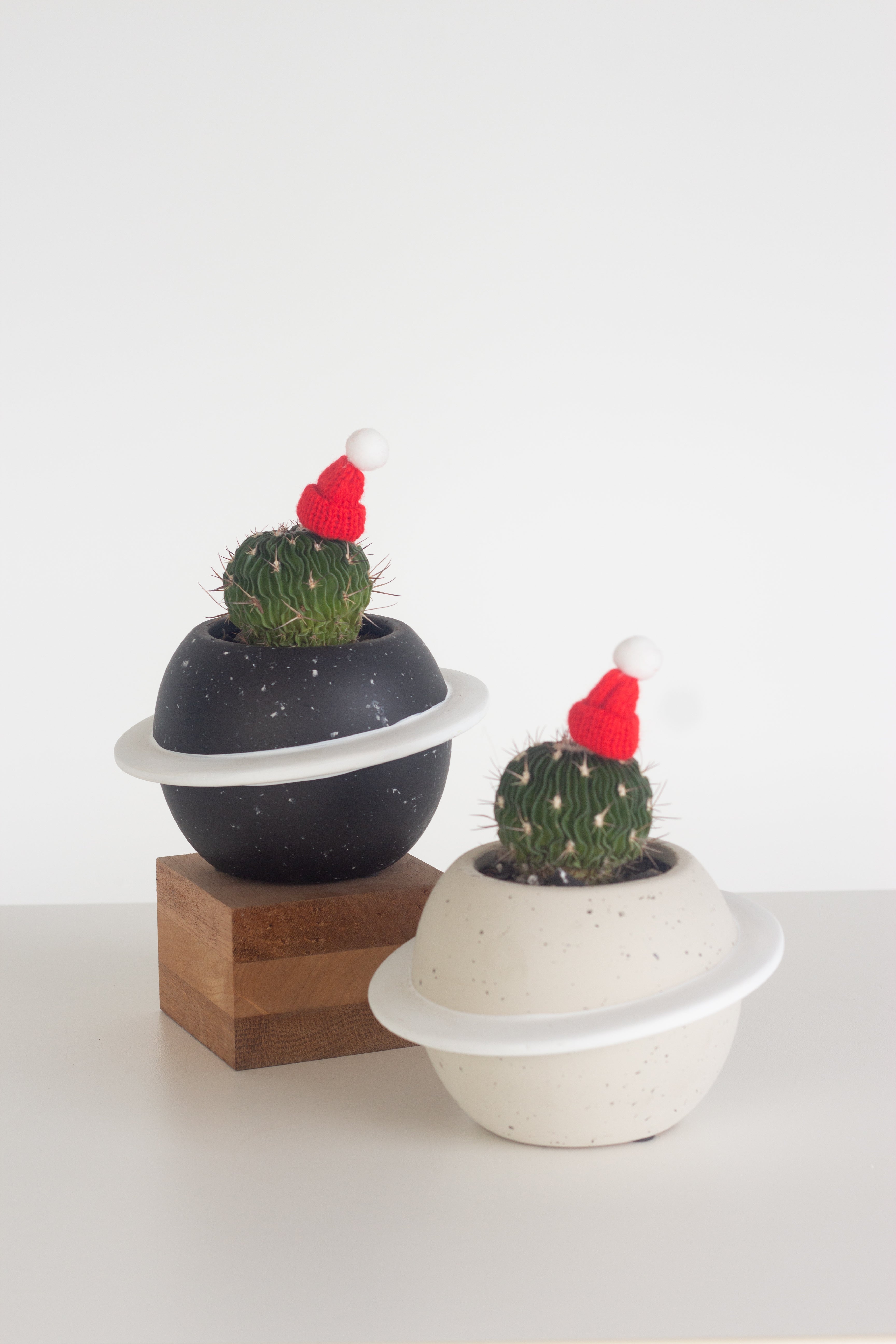 Festive Brain Cactus – Bloomspace