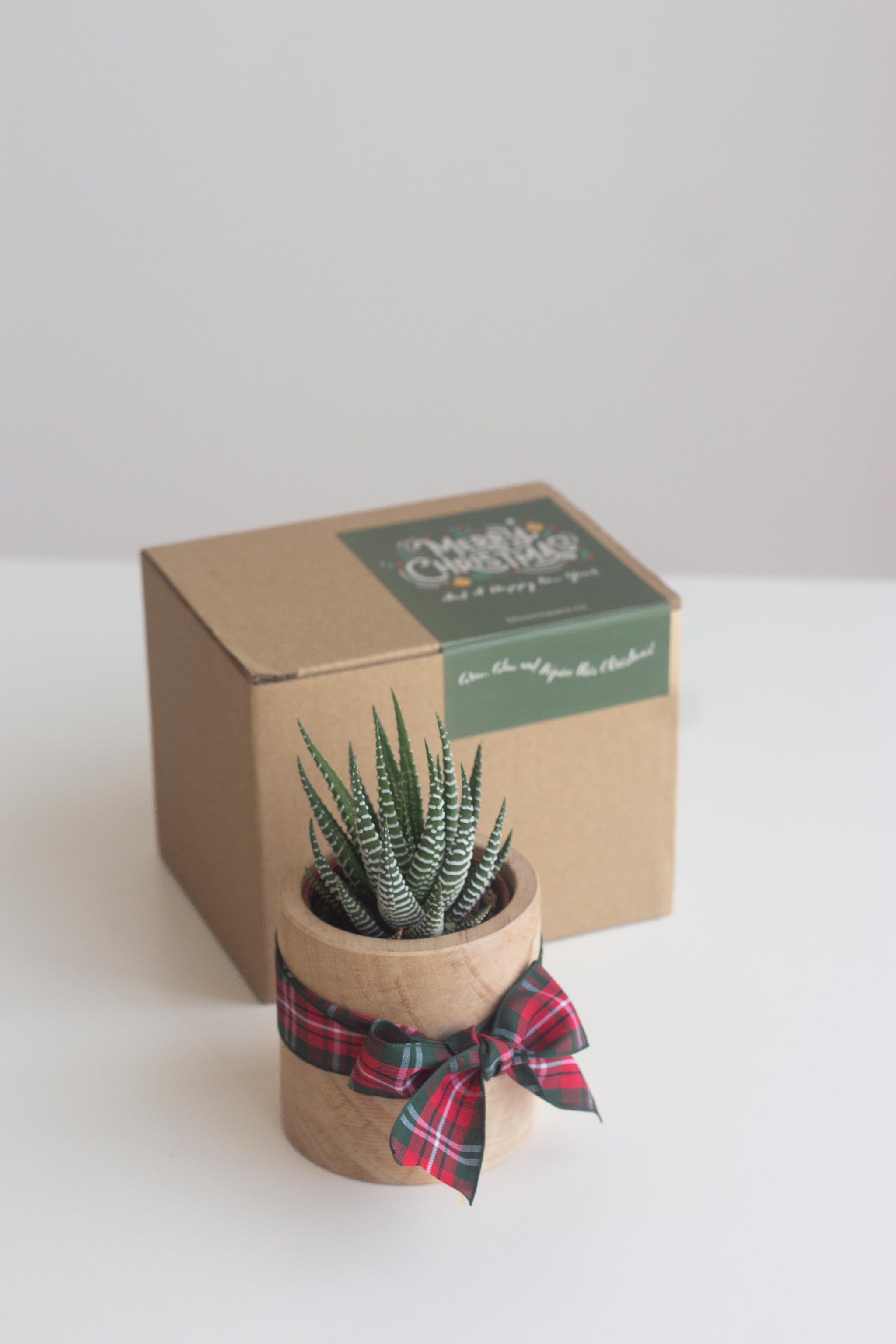 Succulent Teacup – Bloomspace