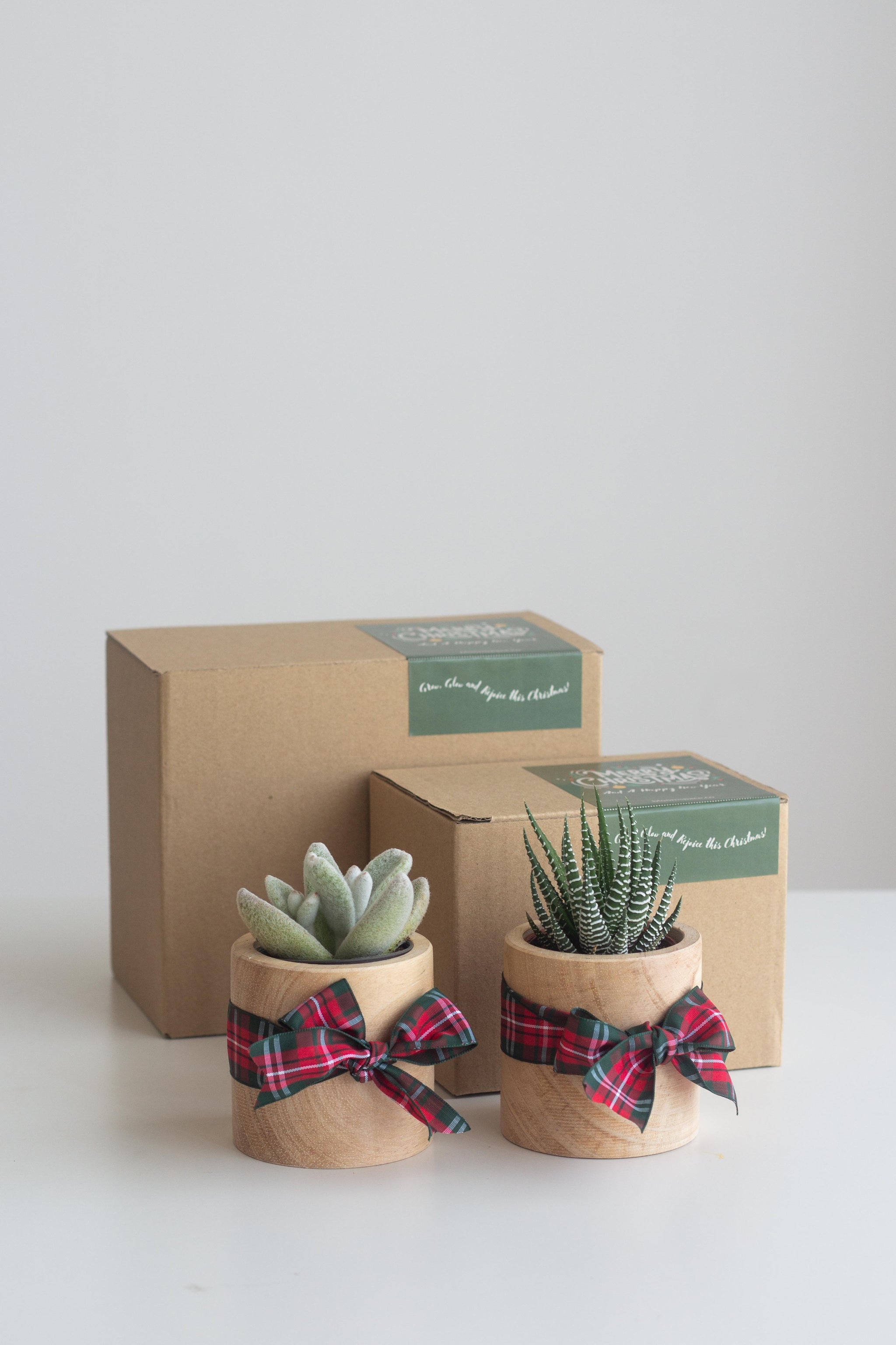 Succulent Teacup – Bloomspace