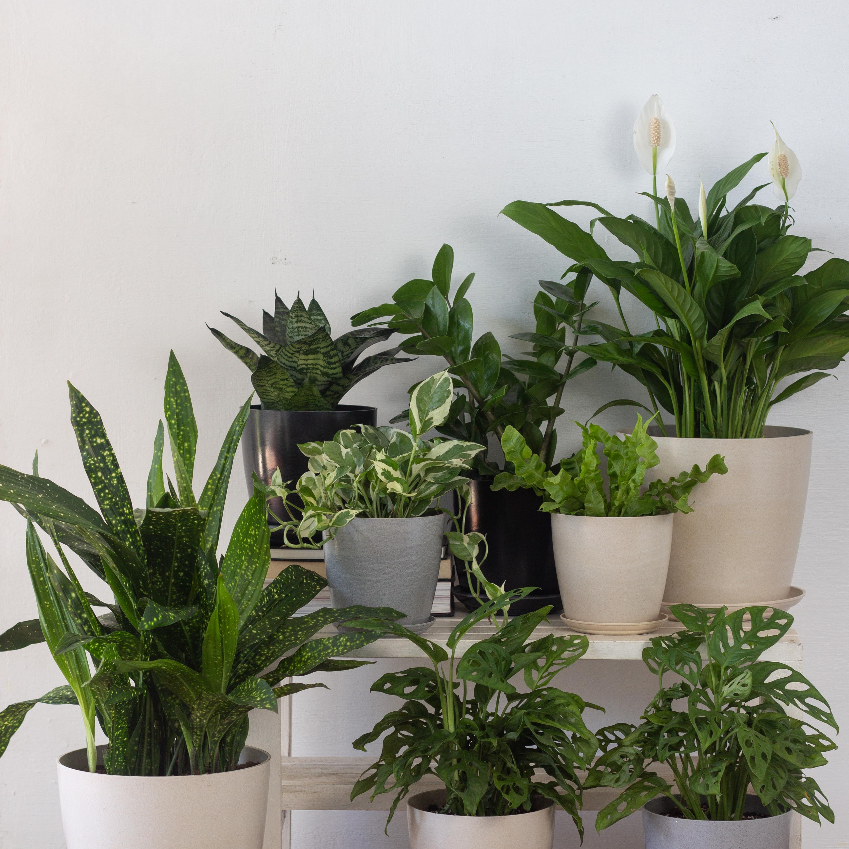 Planters – Bloomspace