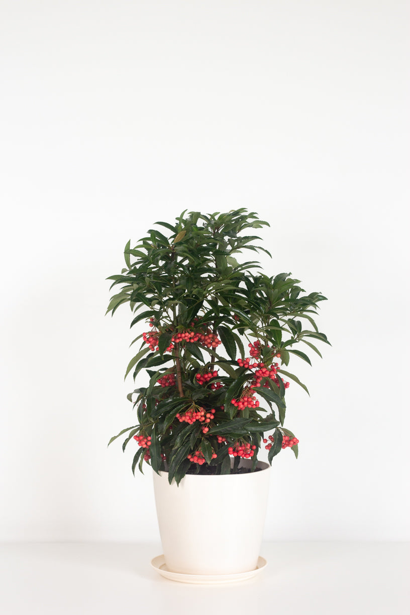 Coral Berry – Bloomspace