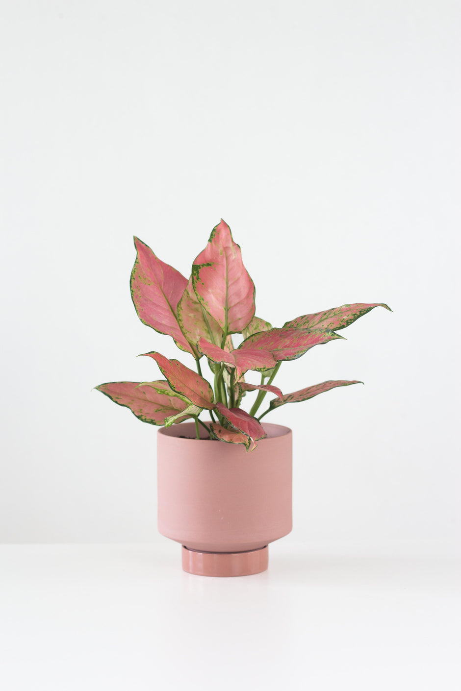 Gift Store – Bloomspace