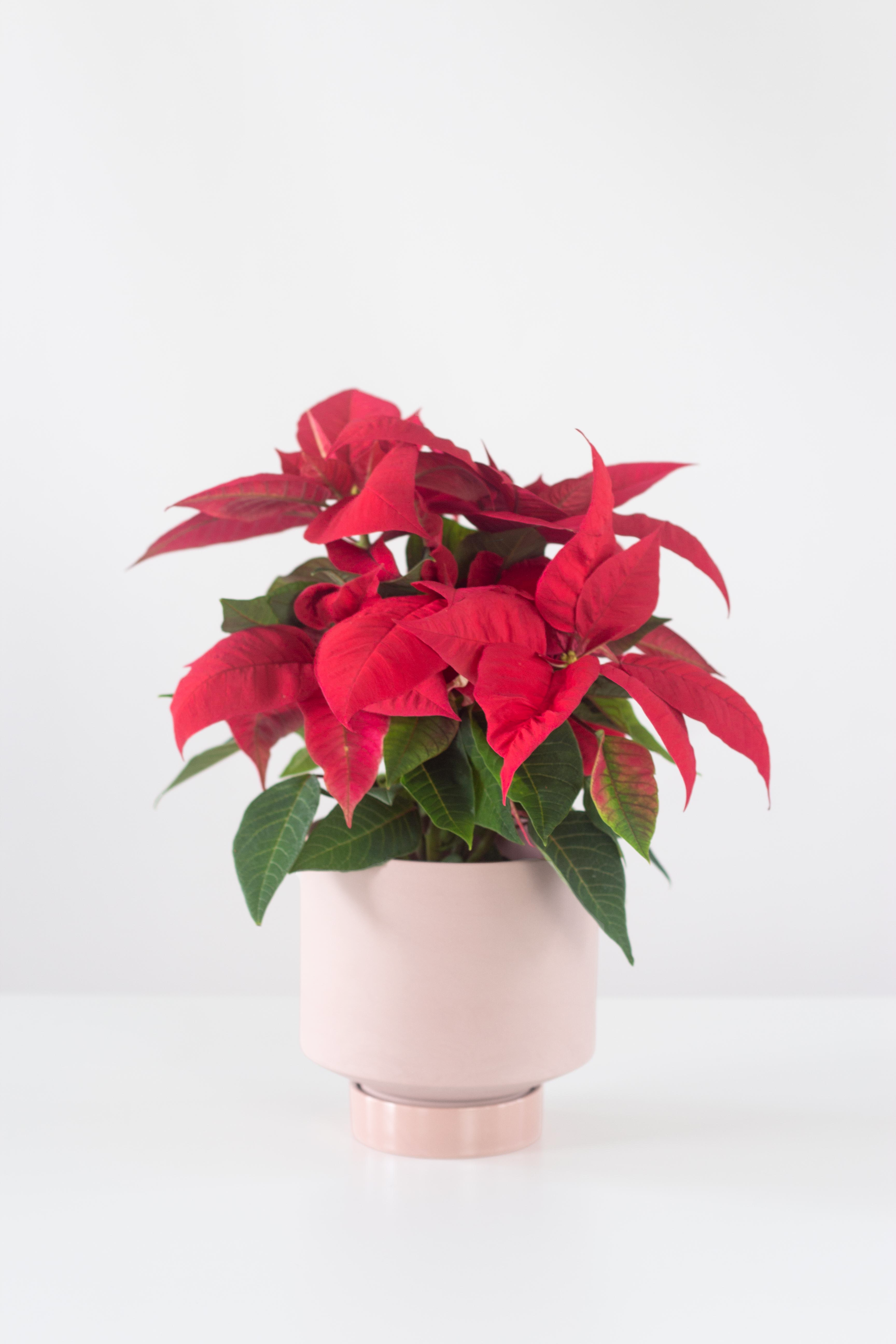 Red Poinsettia – Bloomspace
