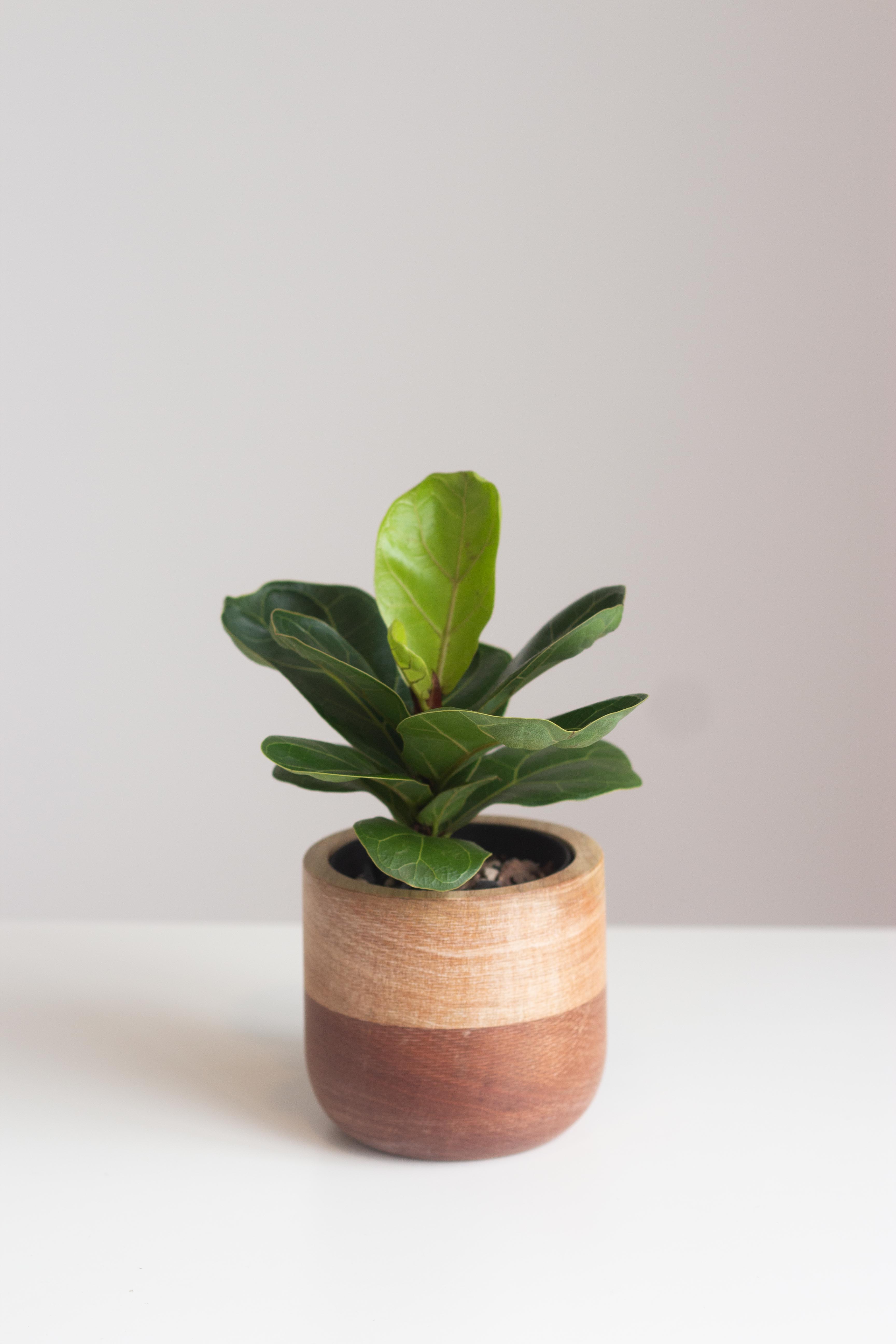 Fiddle Leaf Fig – Bloomspace