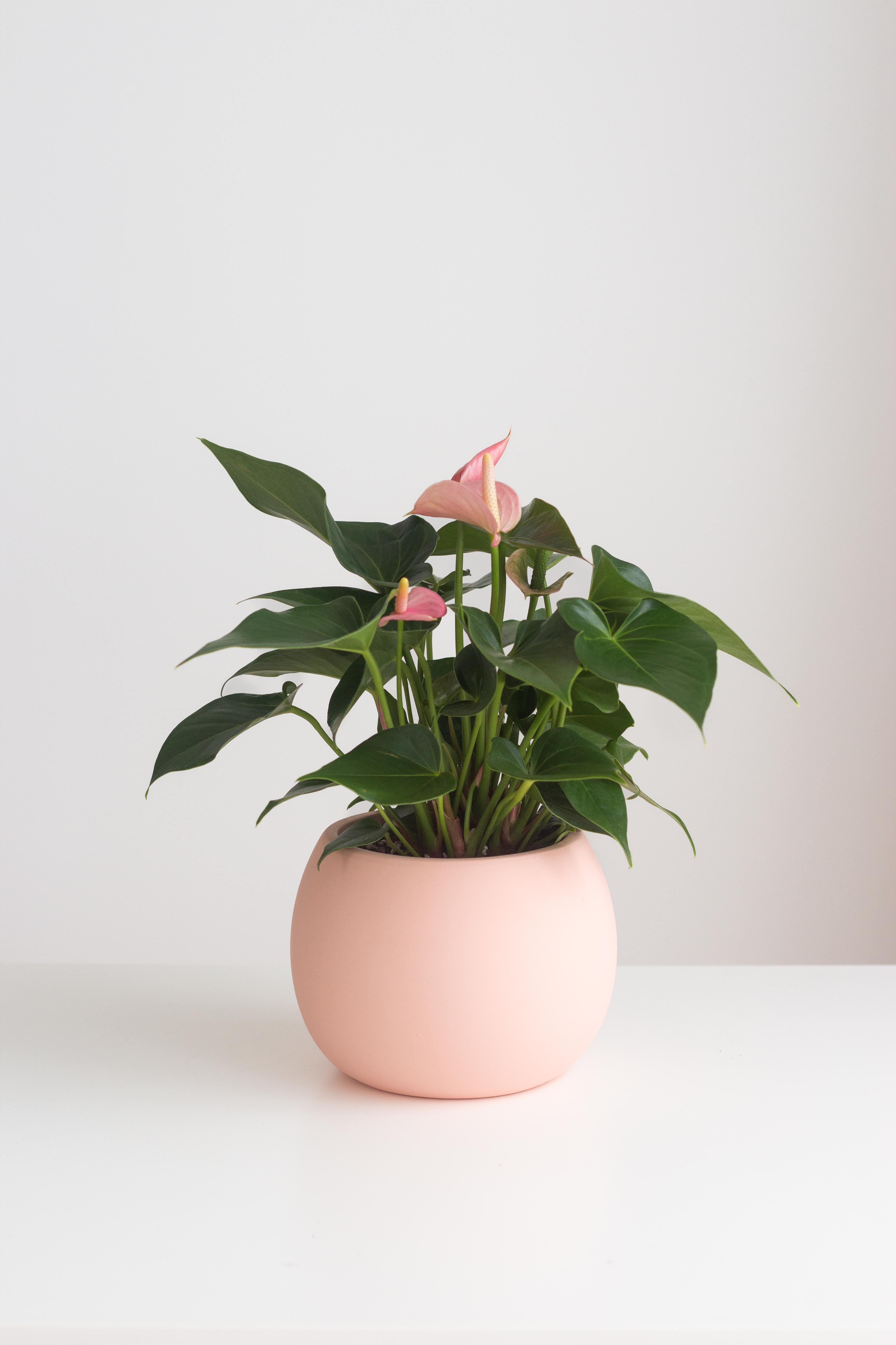 Anthurium Pink – Bloomspace