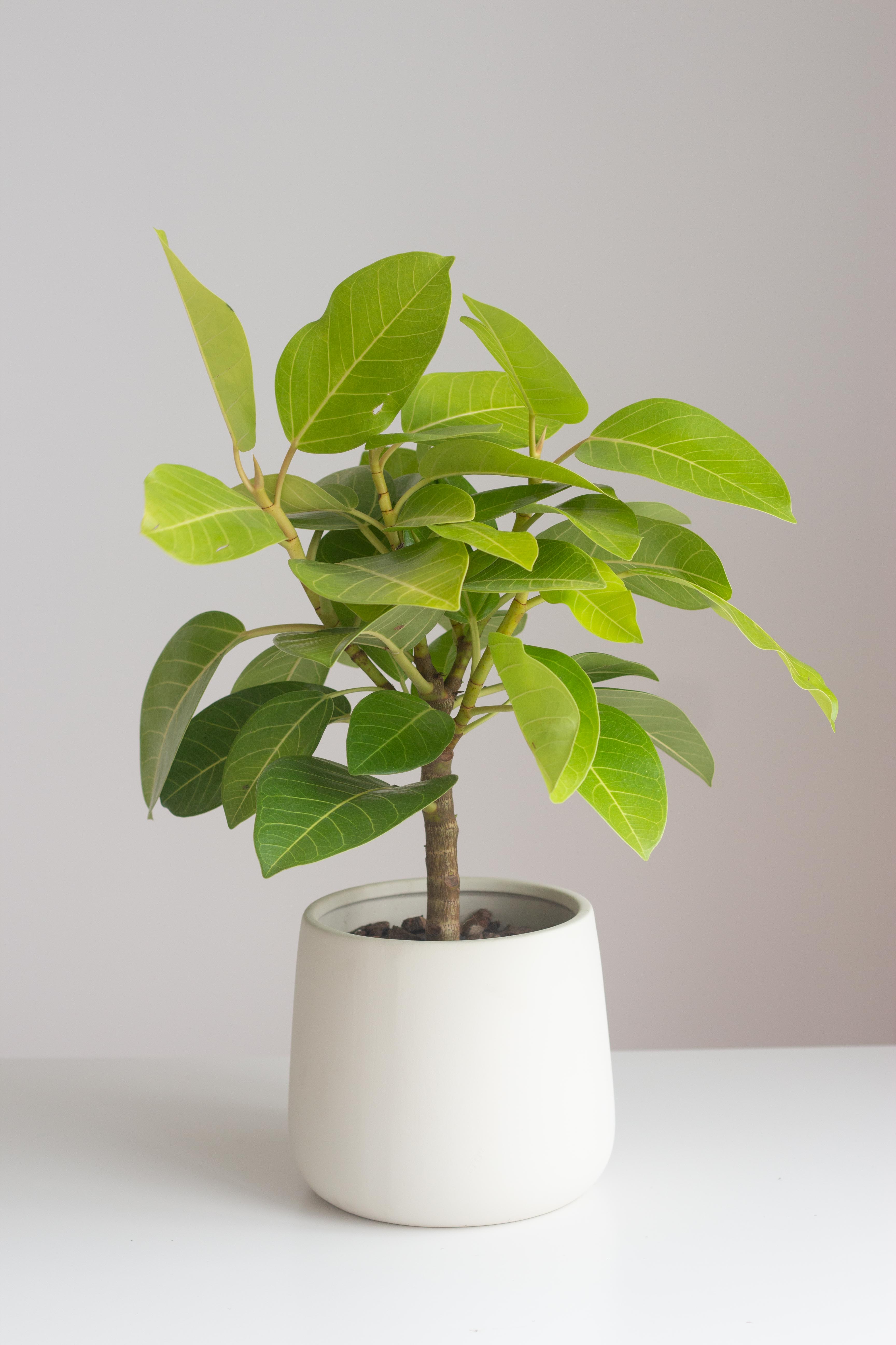 Ficus Altissima – Bloomspace