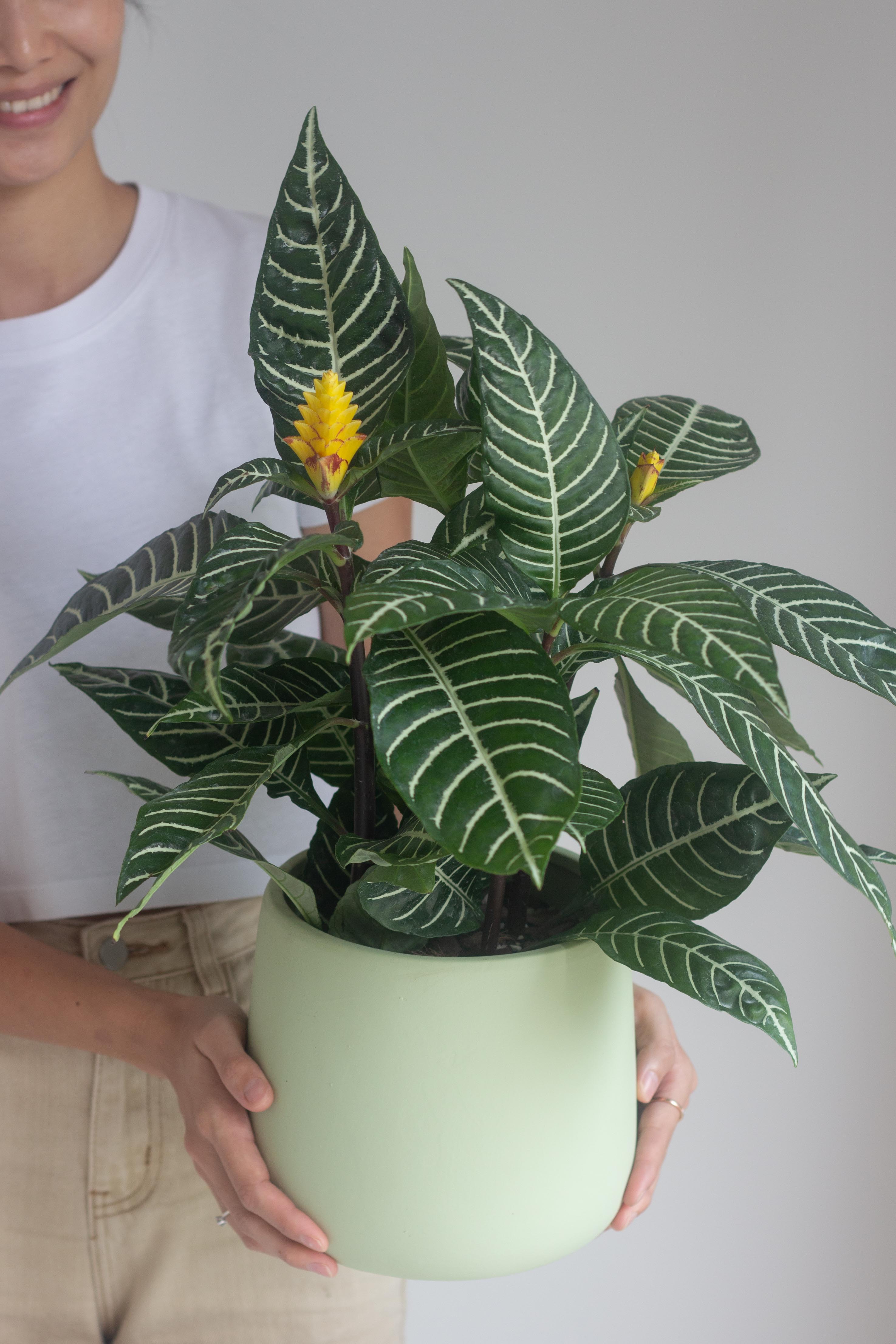 Zebra Plant – Bloomspace