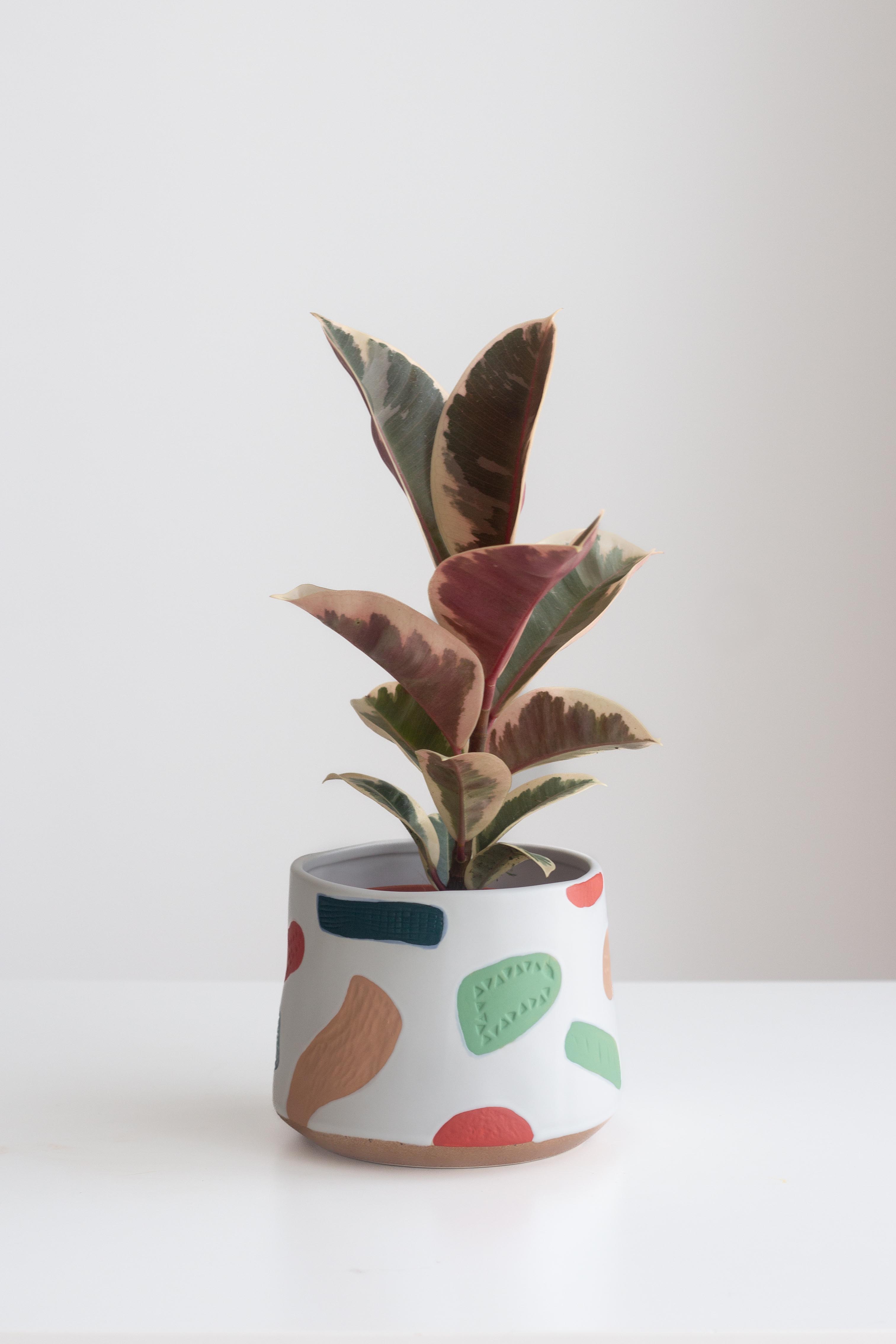 Ruby Rubber Plant – Bloomspace