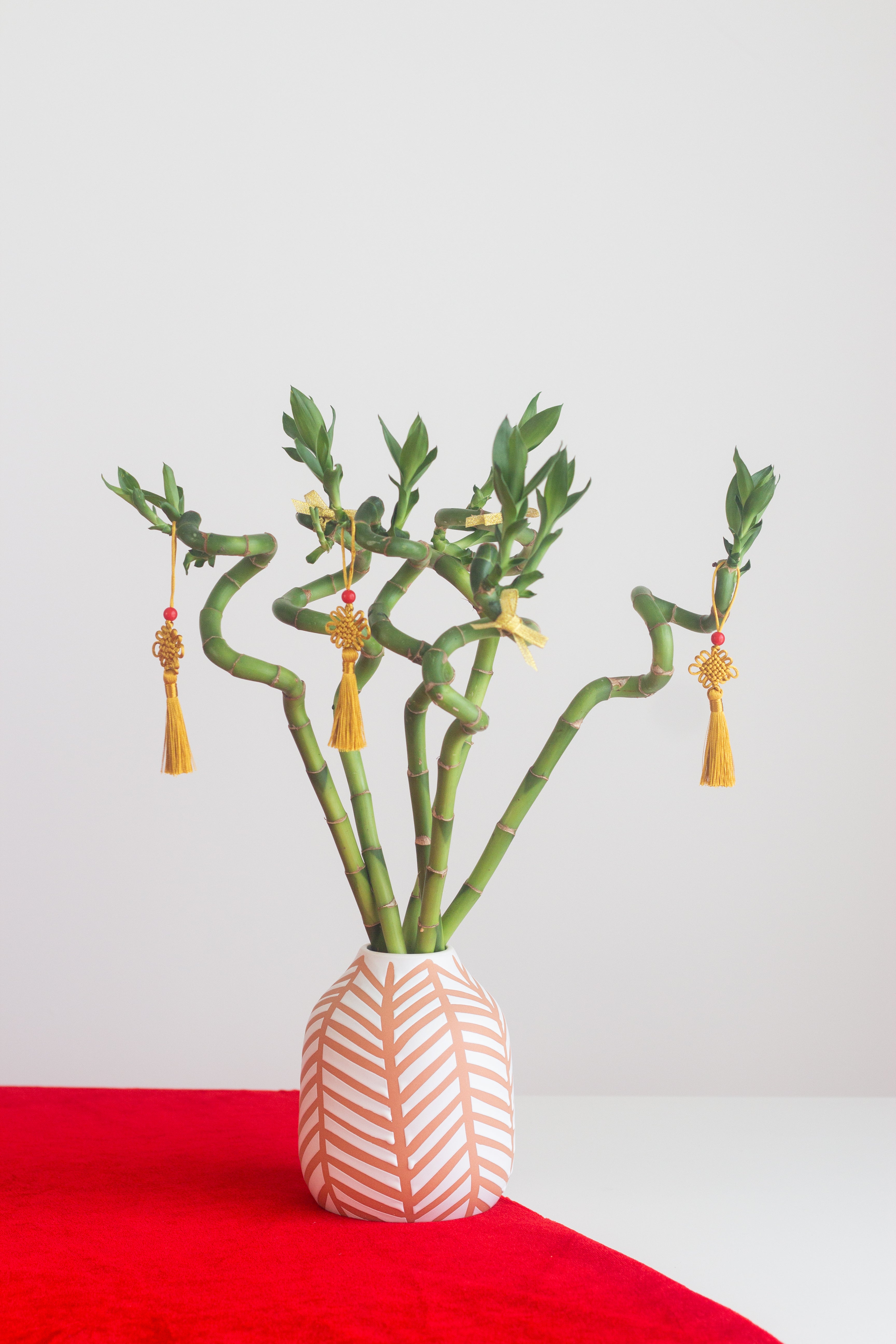 Golden Lucky Bamboo – Bloomspace