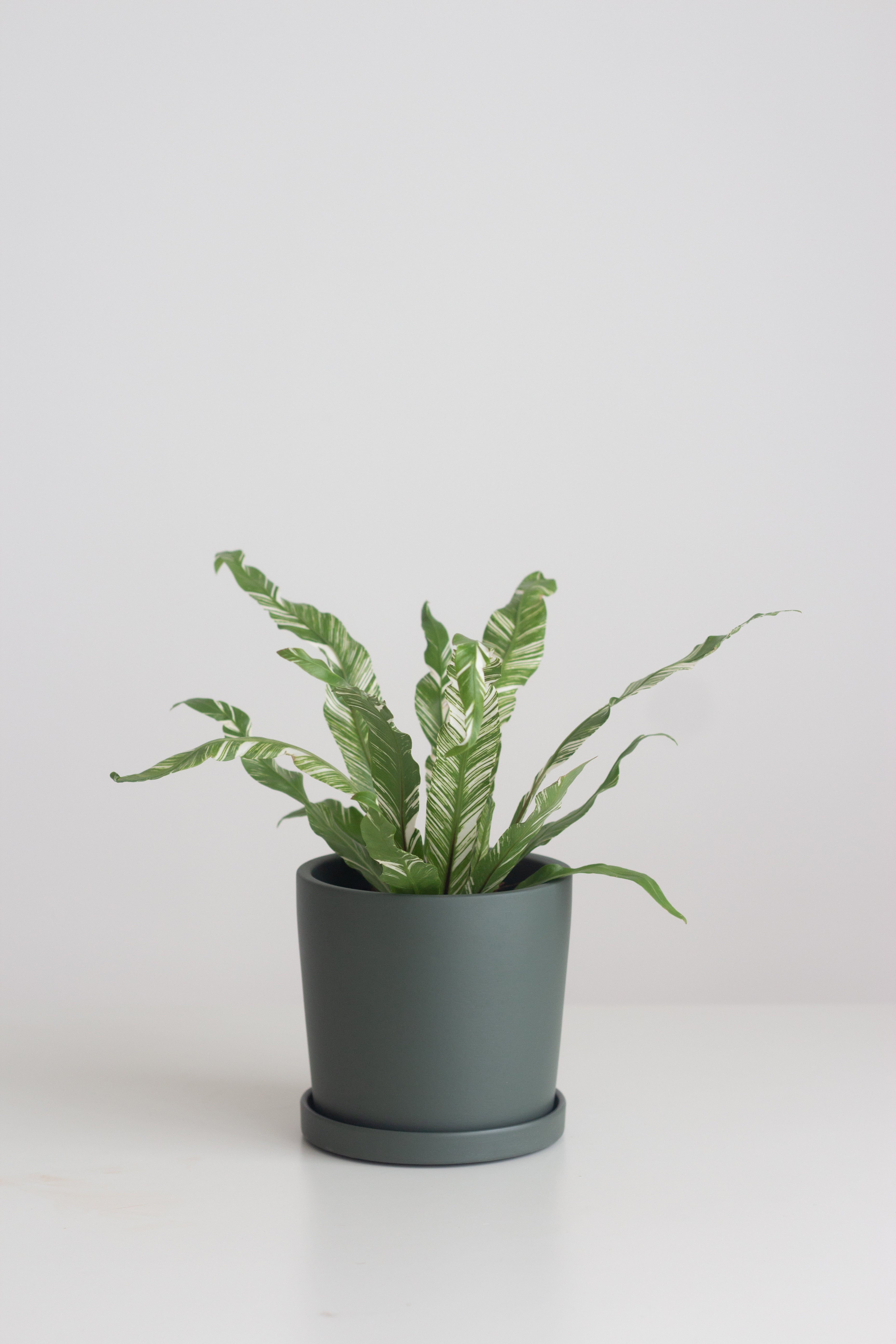 Asplenium Nidus Variegated – Bloomspace