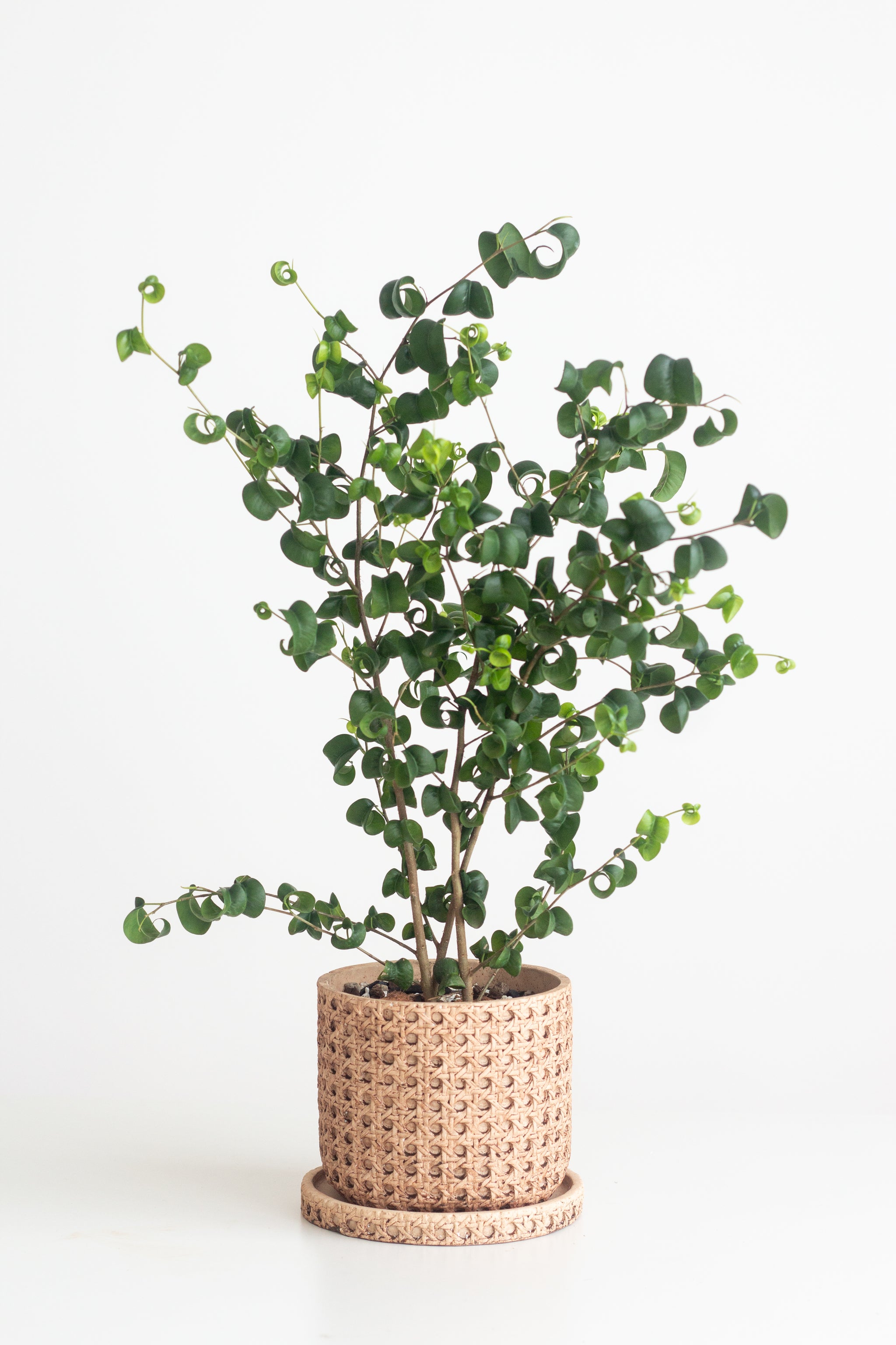 Ficus Benjamina Barok – Bloomspace