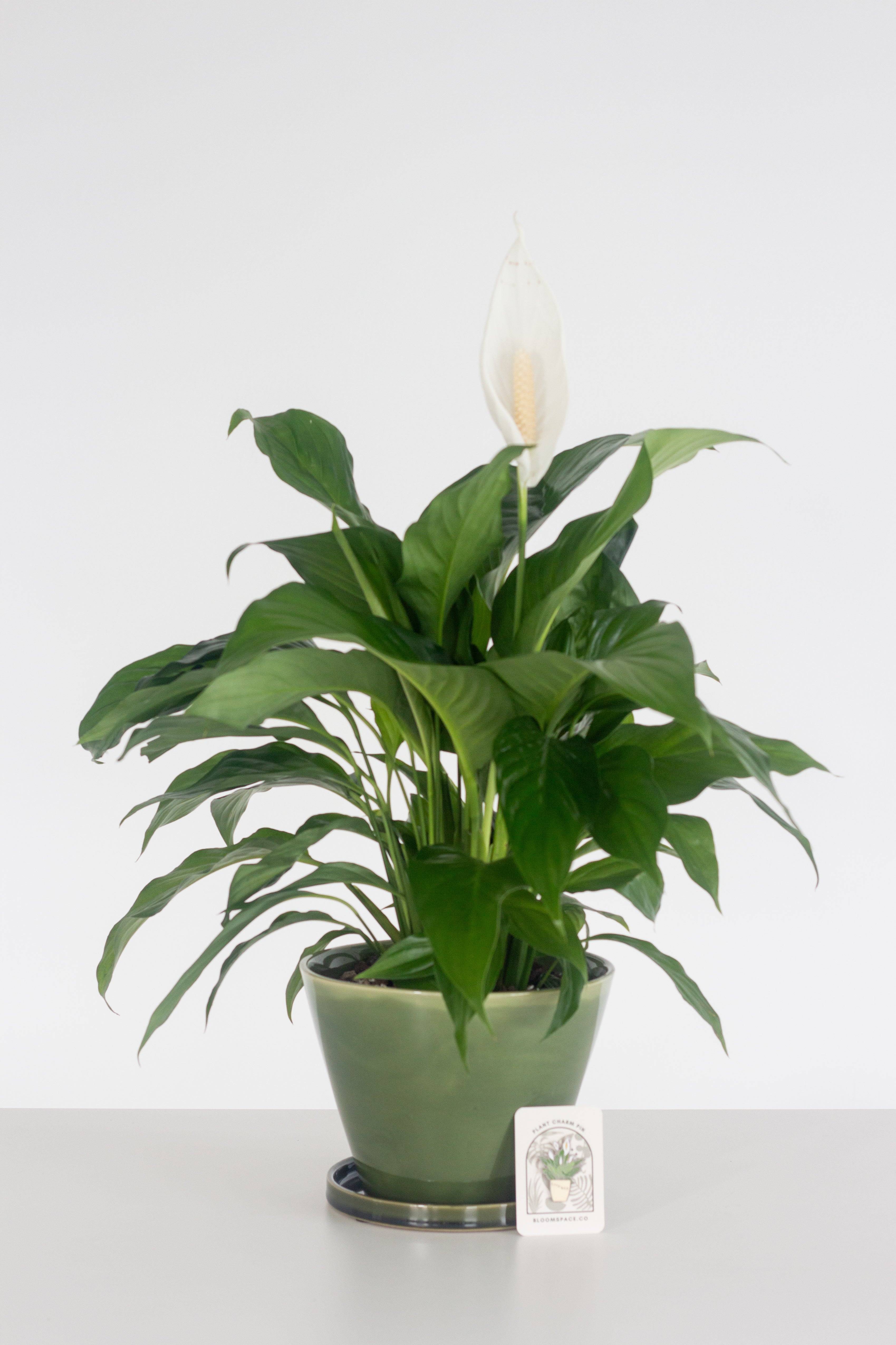 Grow Well Set – Bloomspace