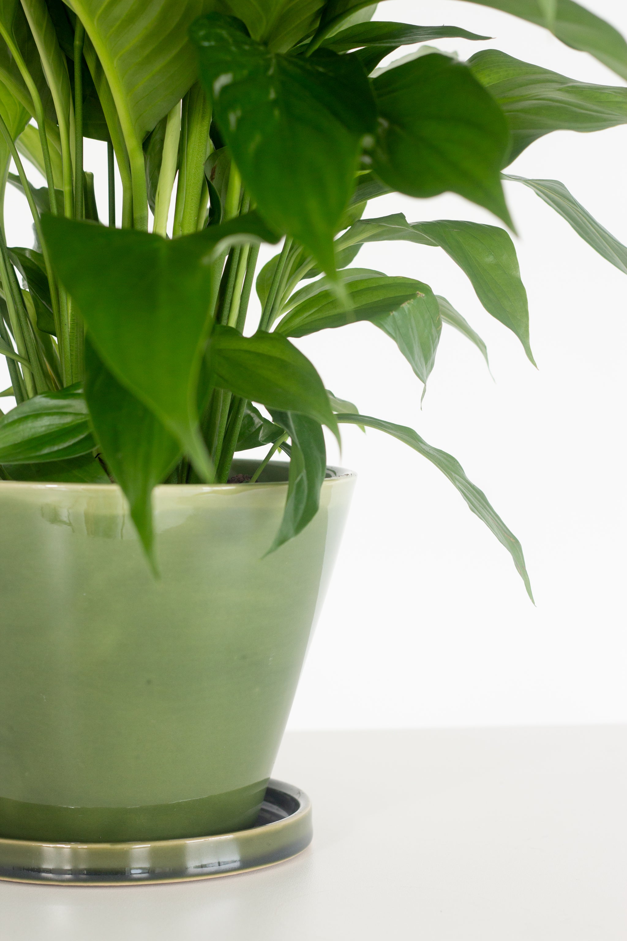 Grow Well Set – Bloomspace