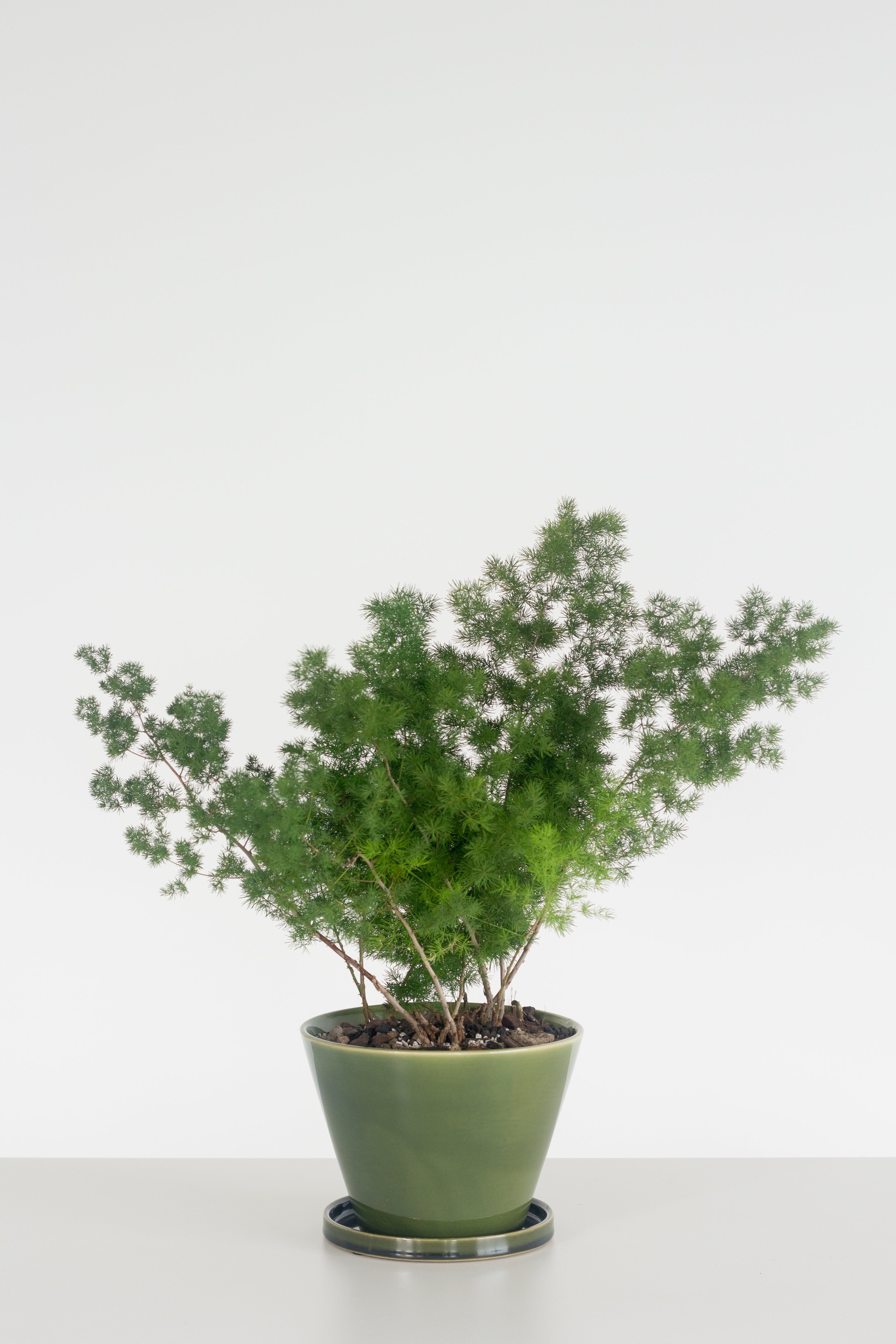 Ming Fern – Bloomspace