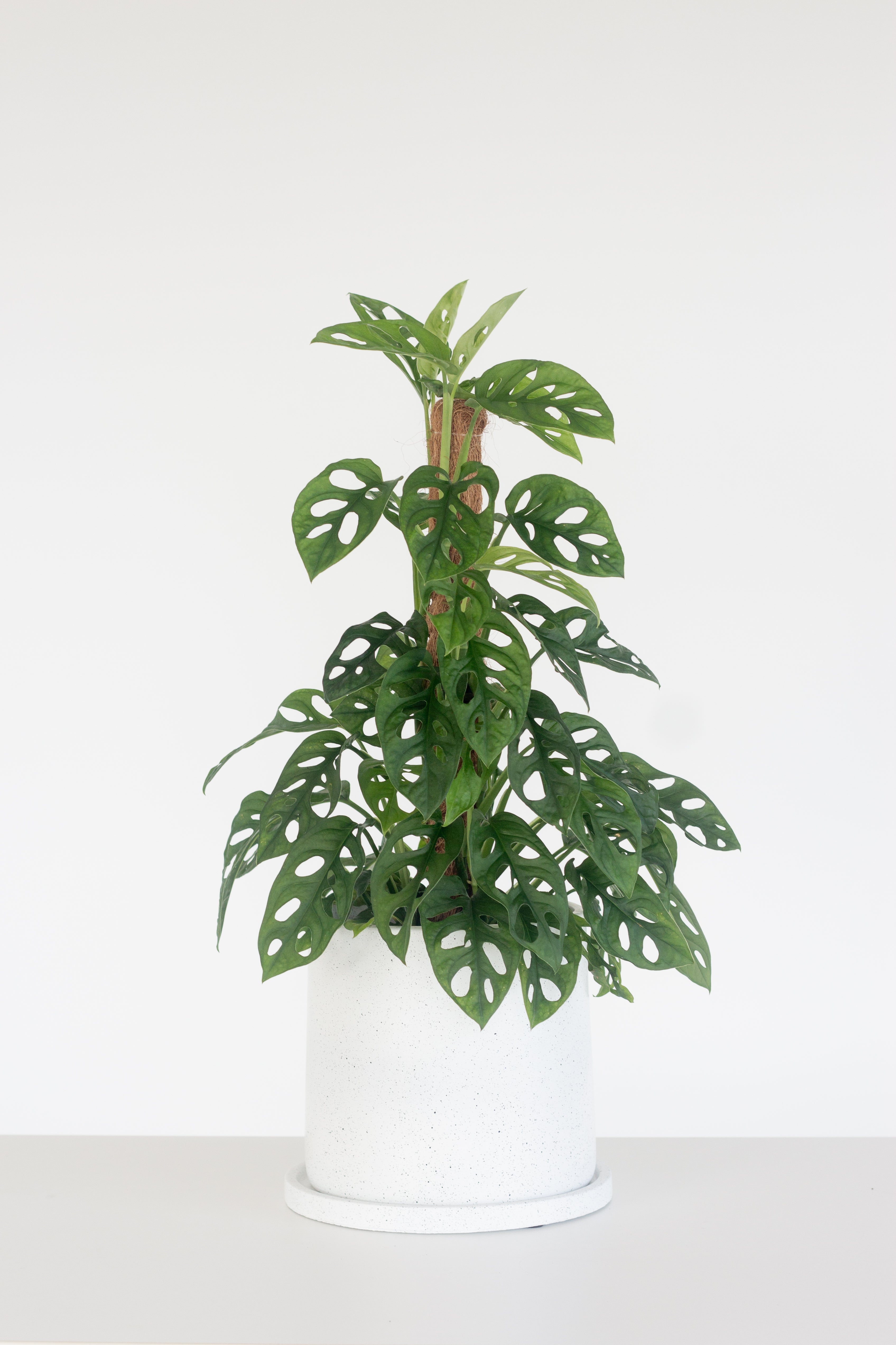 Monstera Adansonii – Bloomspace