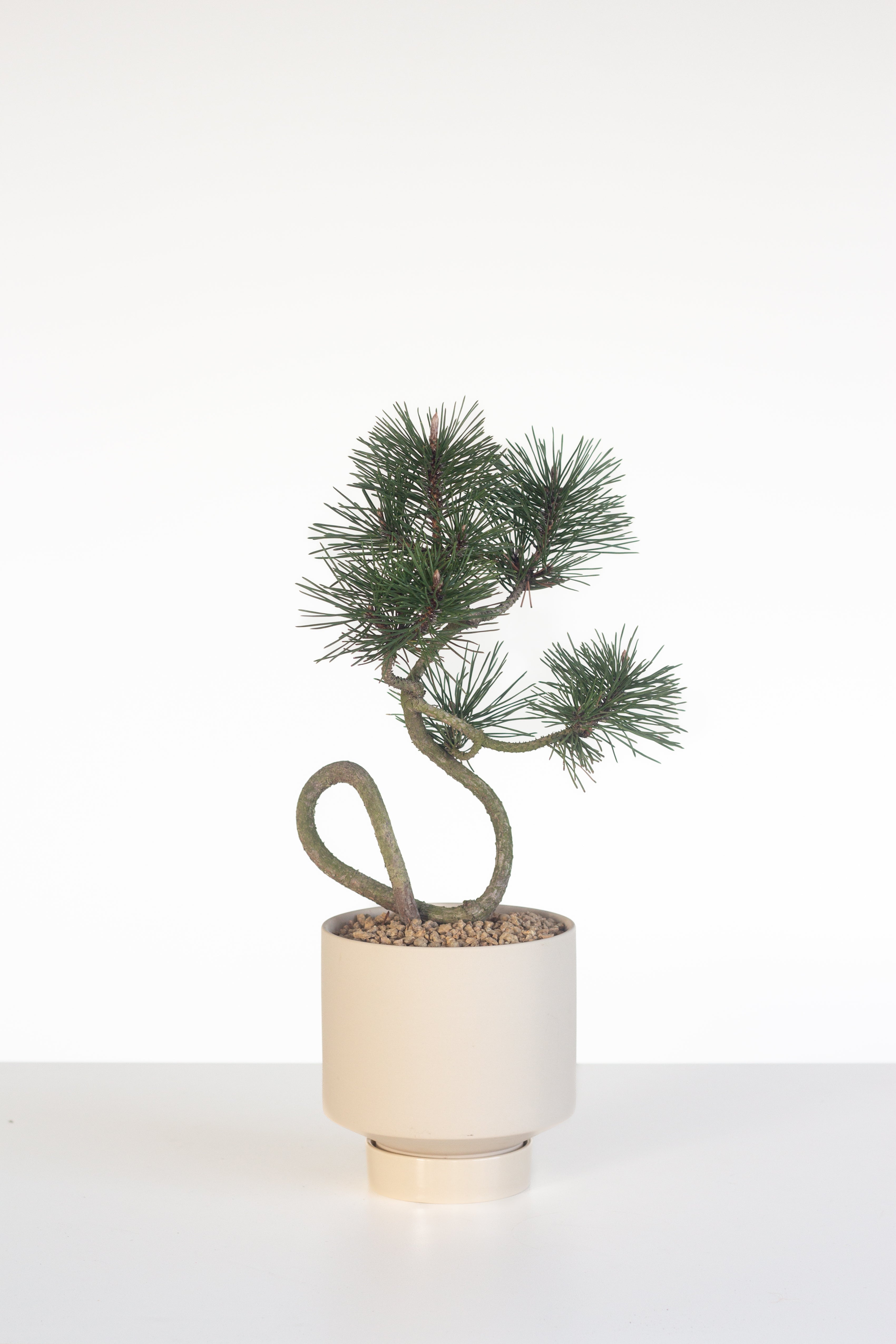 Japanese Black Pine Bonsai – Bloomspace