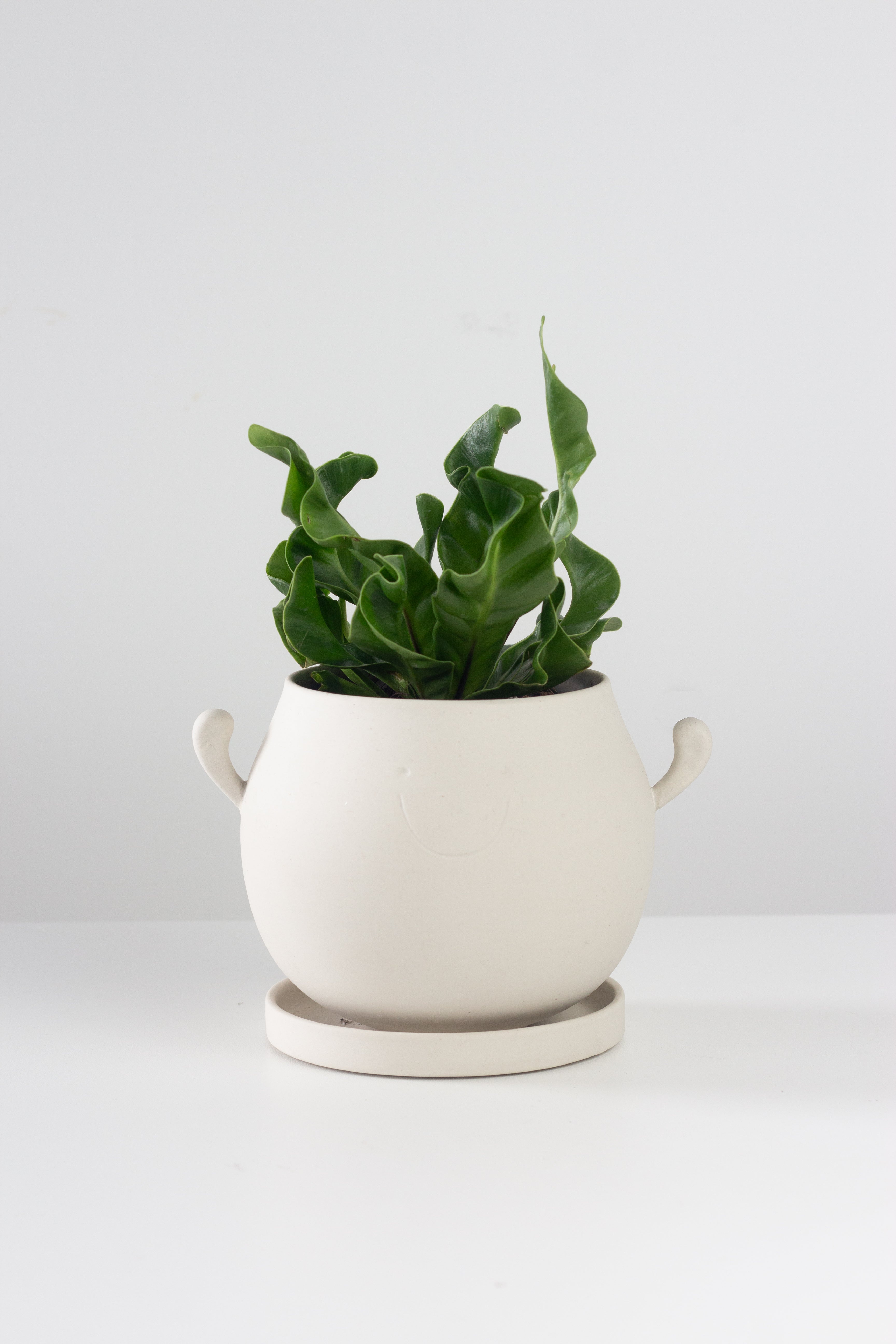 Baby Fern – Bloomspace