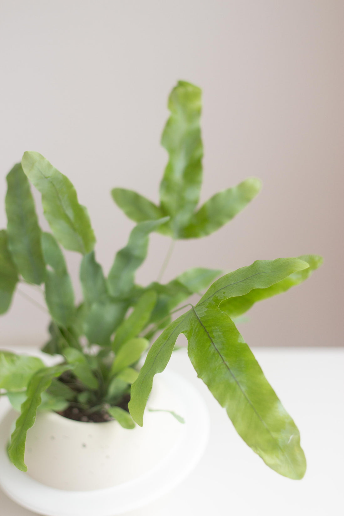 Blue Star Fern – Bloomspace