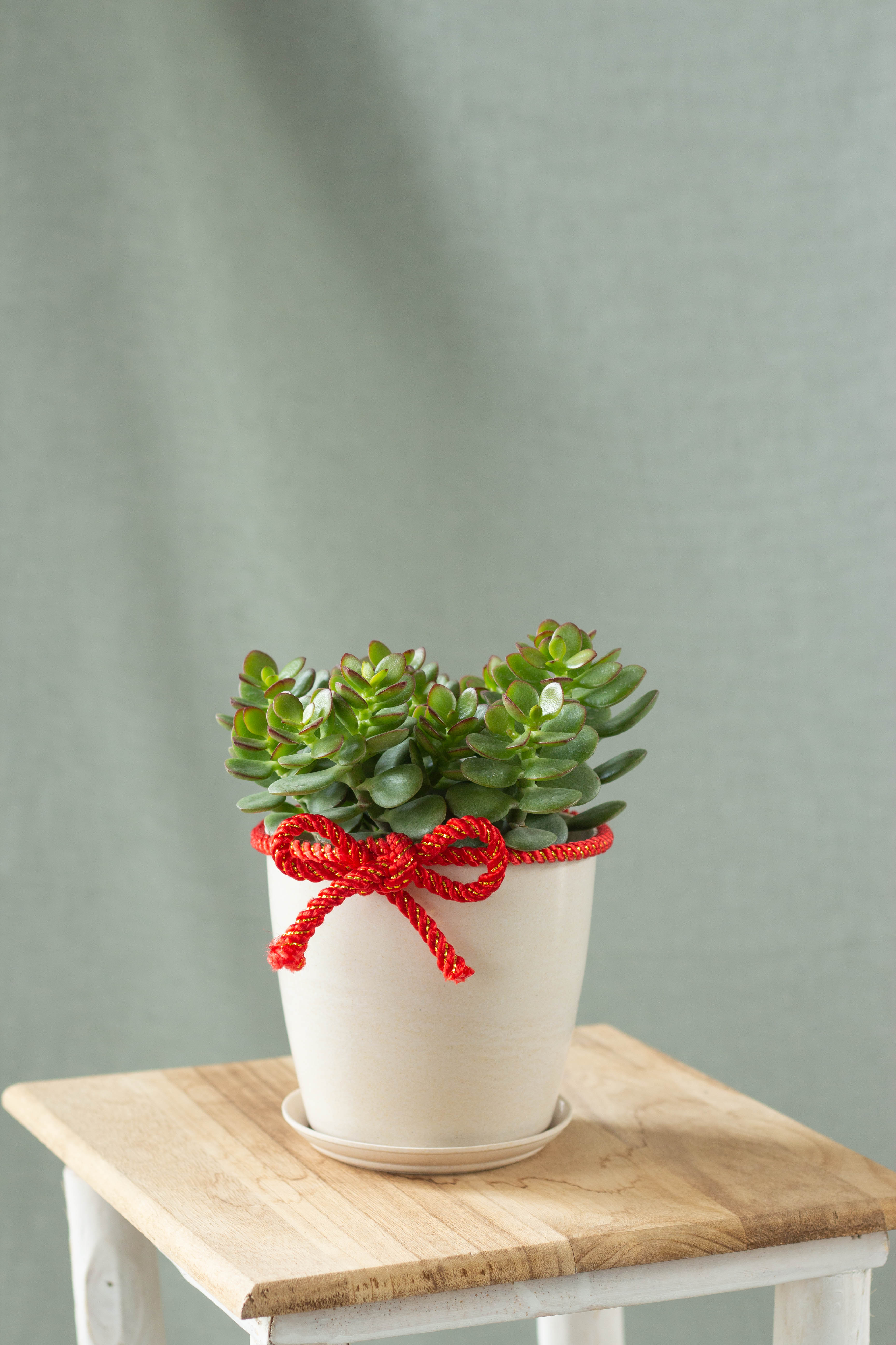 Jade Plant – Bloomspace