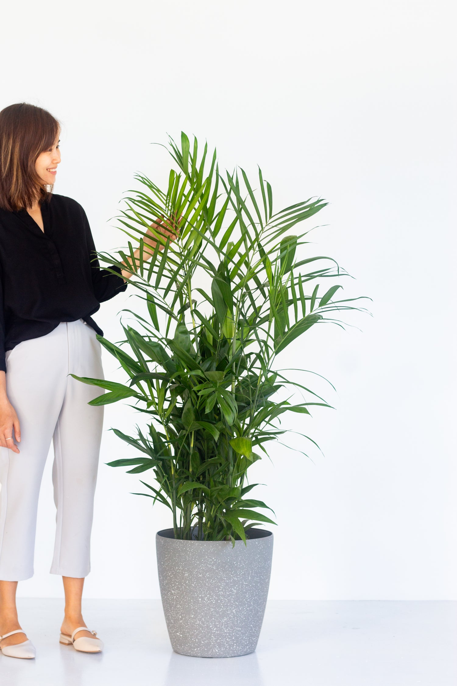 Bamboo Palm – Bloomspace