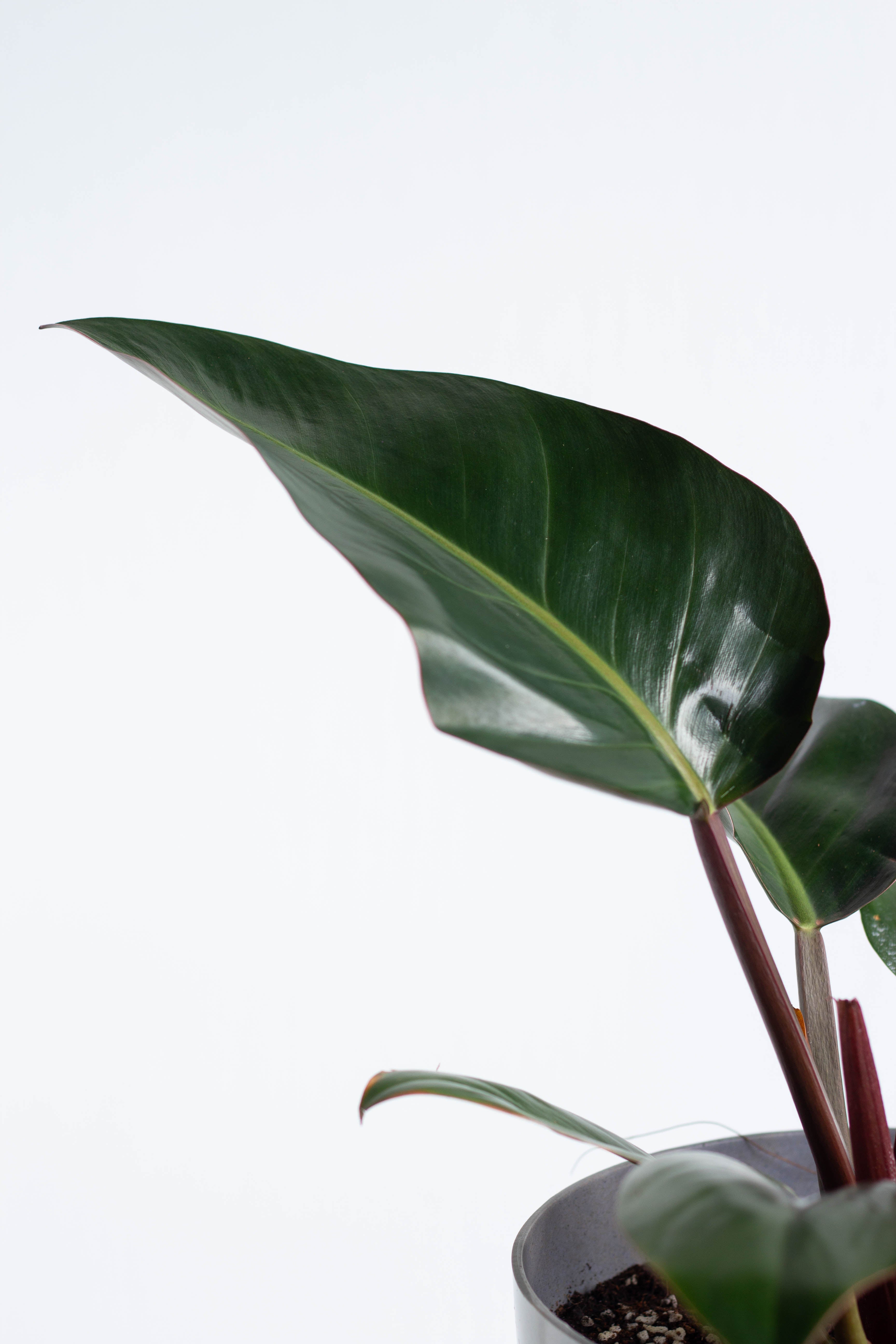 Philodendron Red Congo – Bloomspace