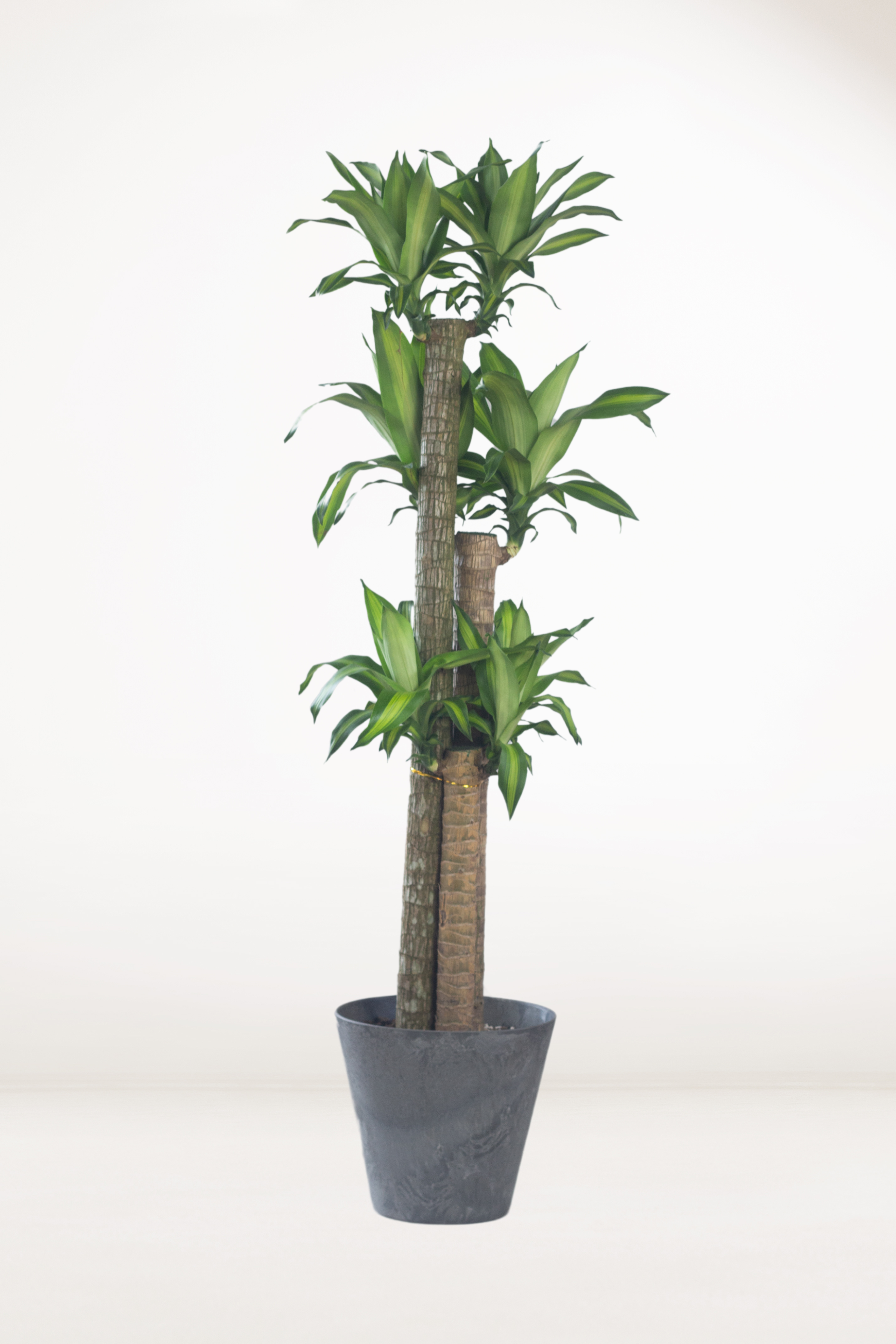 Dracaena Fragans Cane – Bloomspace