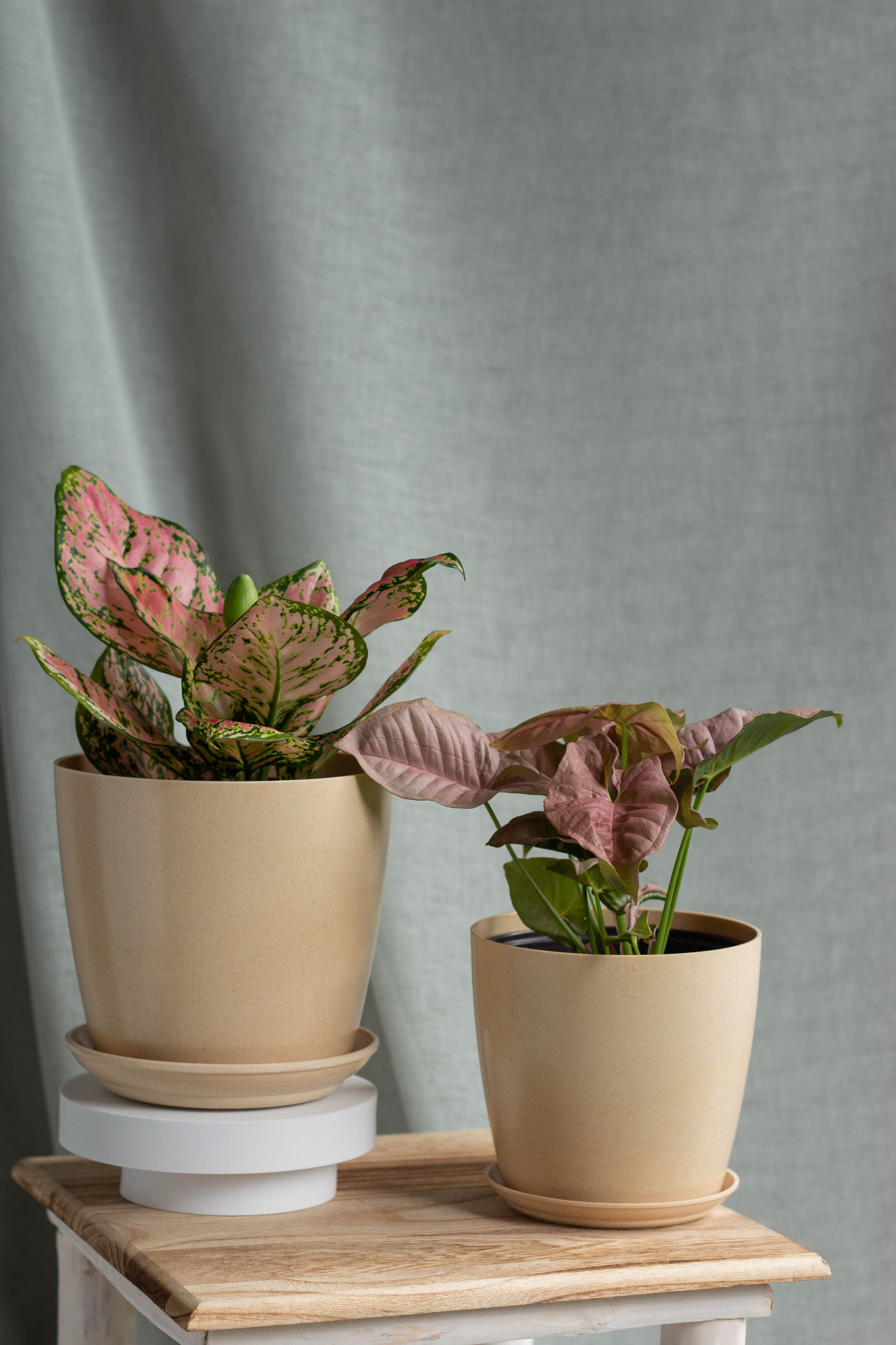 Pretty in Pink Set – Bloomspace