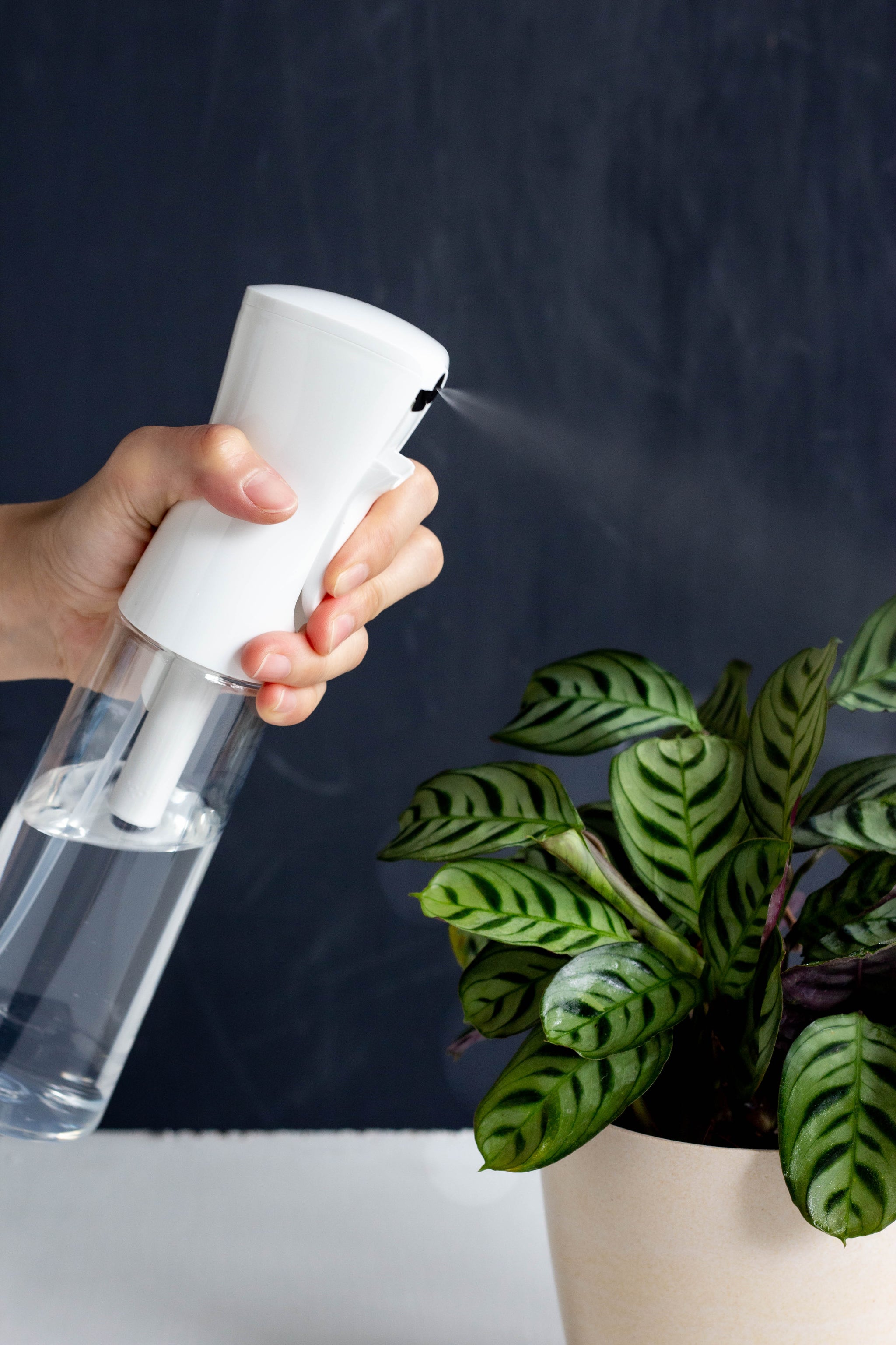 Misting Spray Bottle – Bloomspace