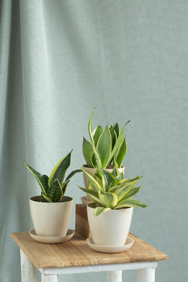 XS Plant – Bloomspace