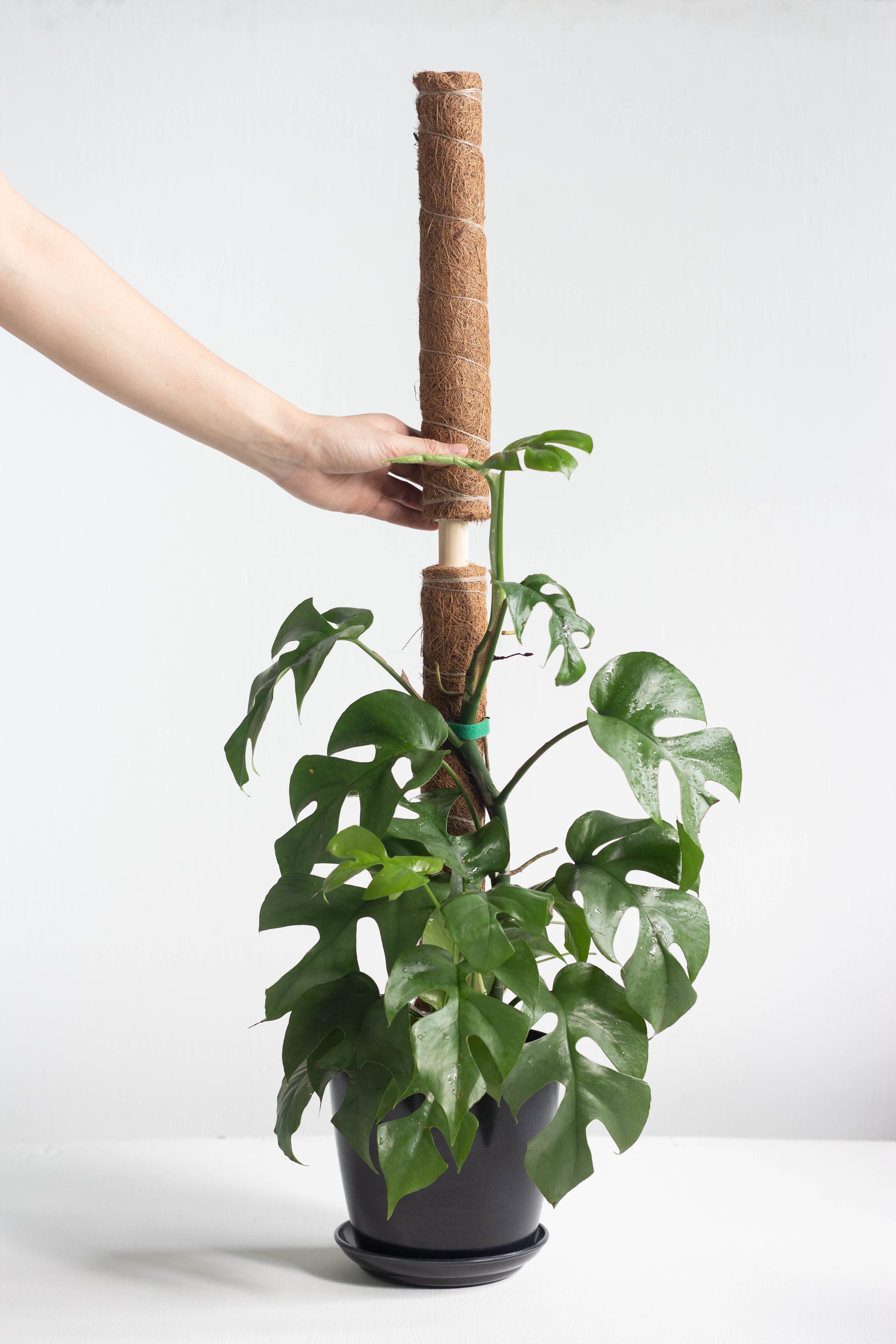 Coco Coir Pole – Bloomspace