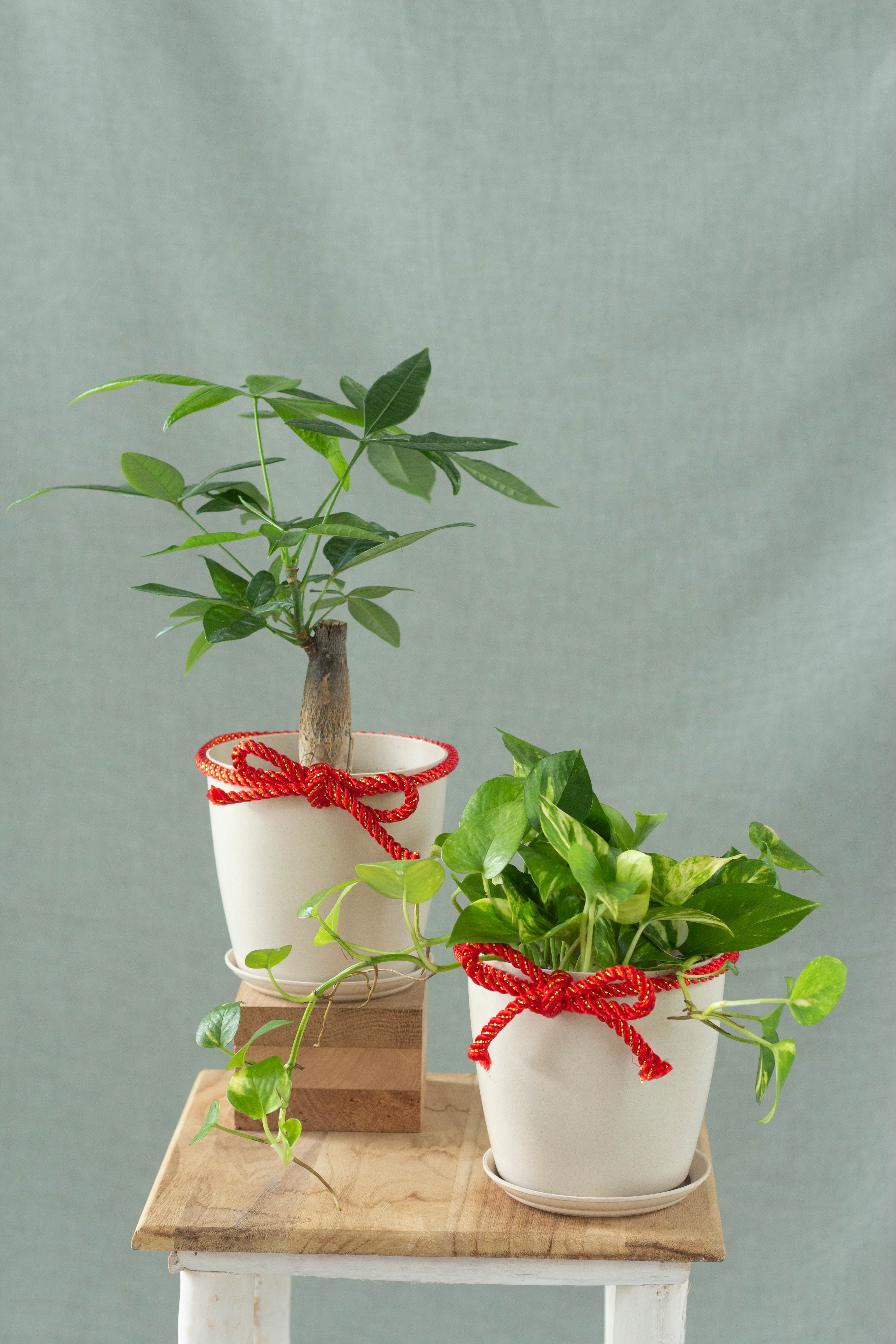 Prosperity Set – Bloomspace