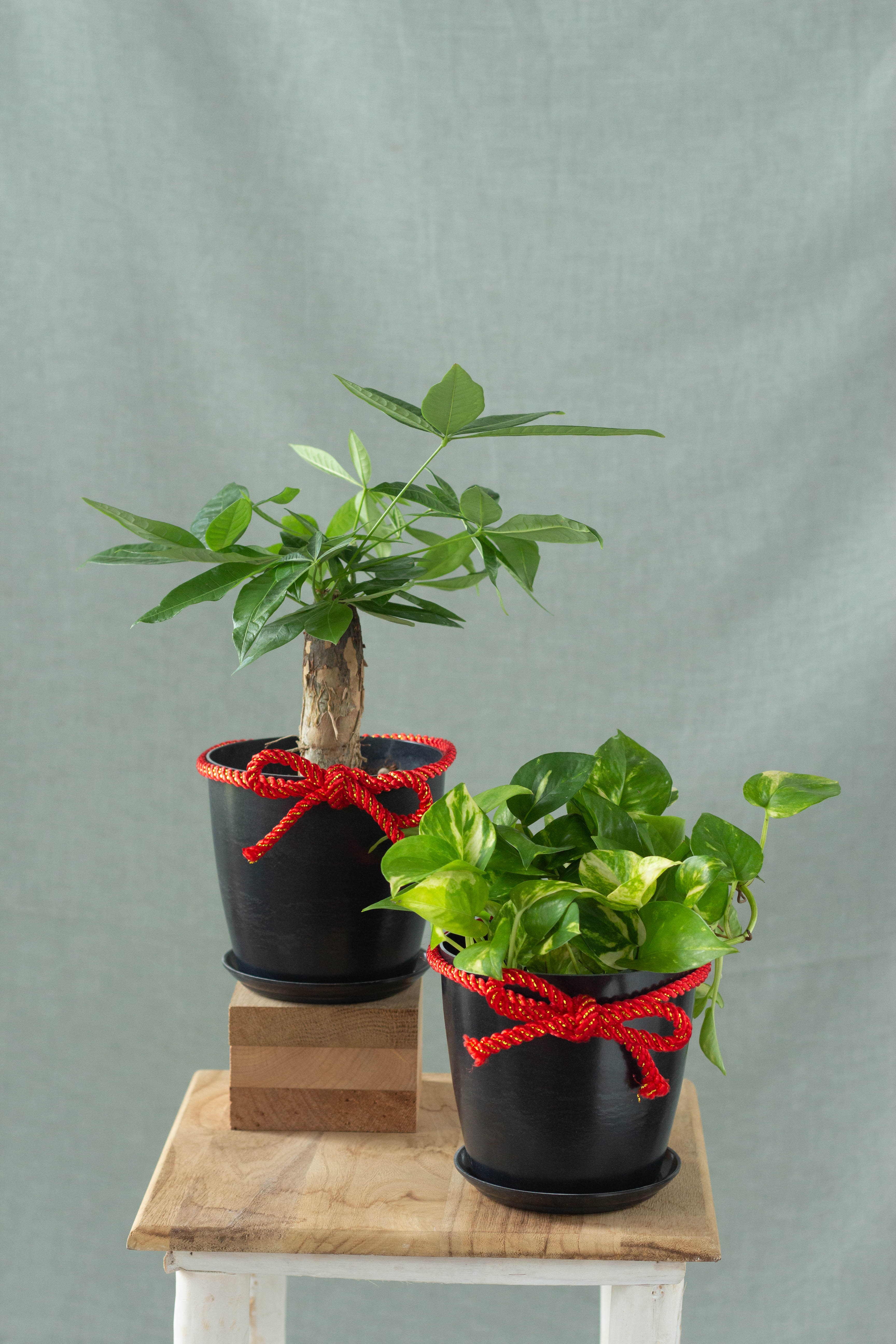 Prosperity Set – Bloomspace