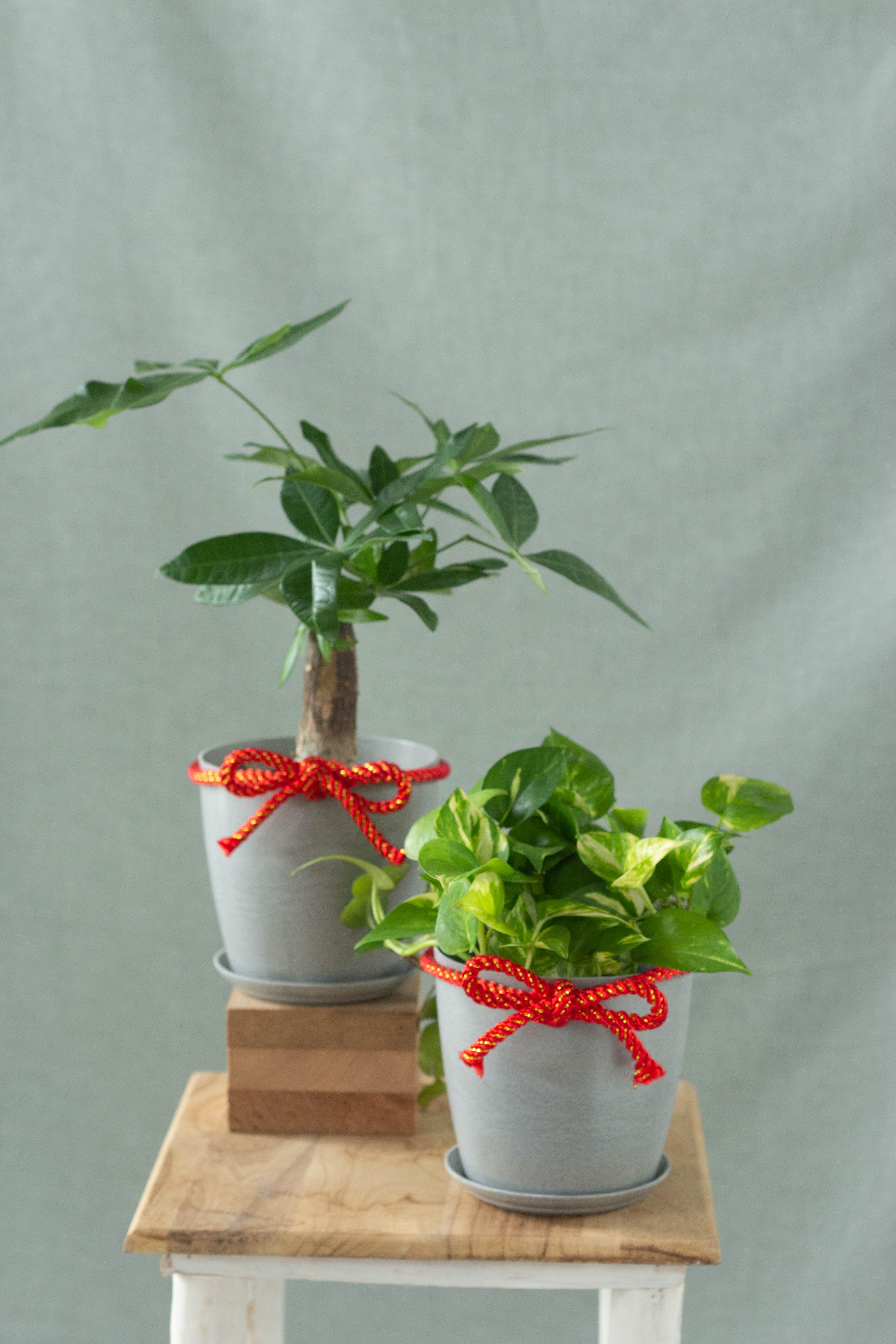 Prosperity Set – Bloomspace