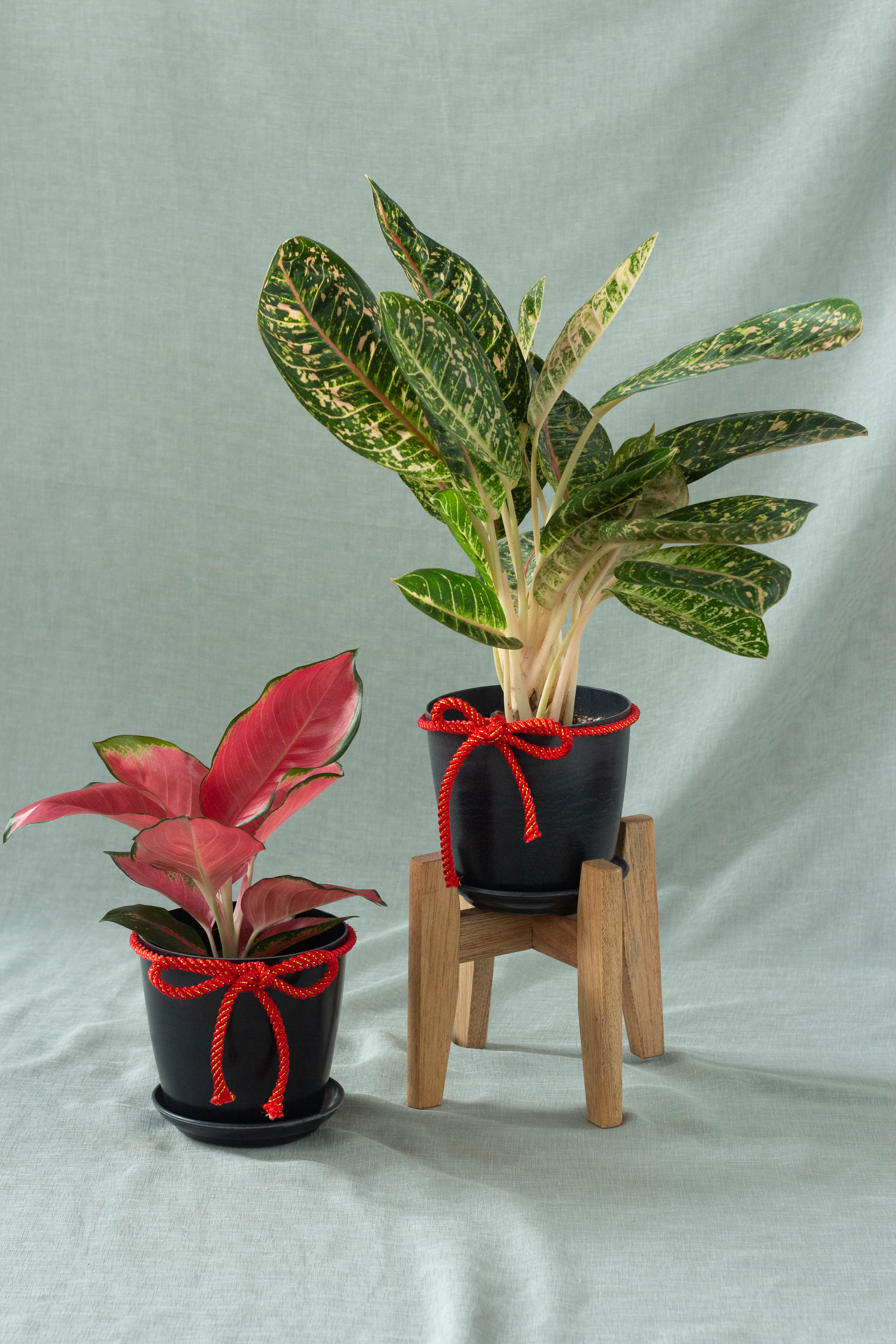 Colorful Spring Set – Bloomspace