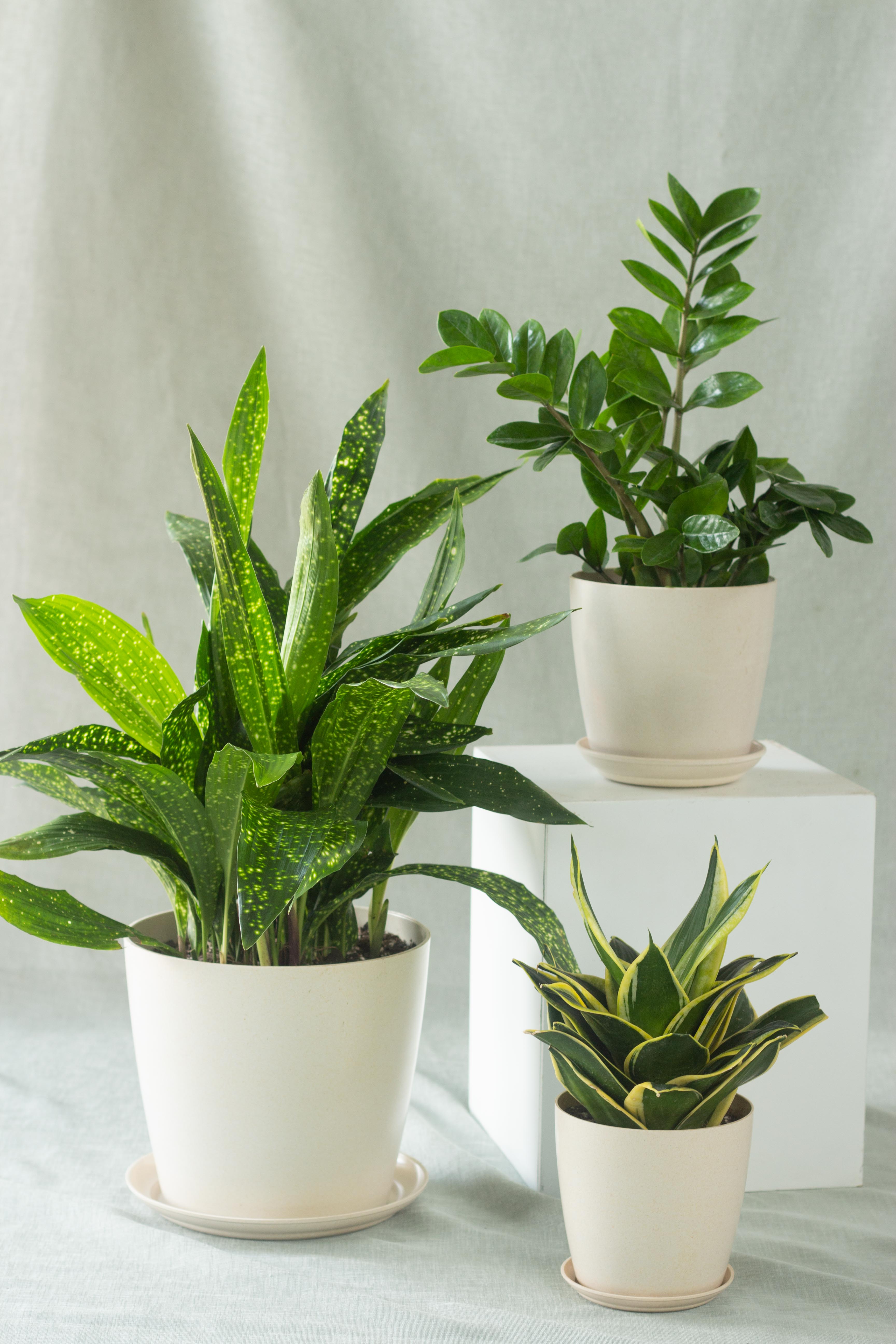 Easy Care Set – Bloomspace