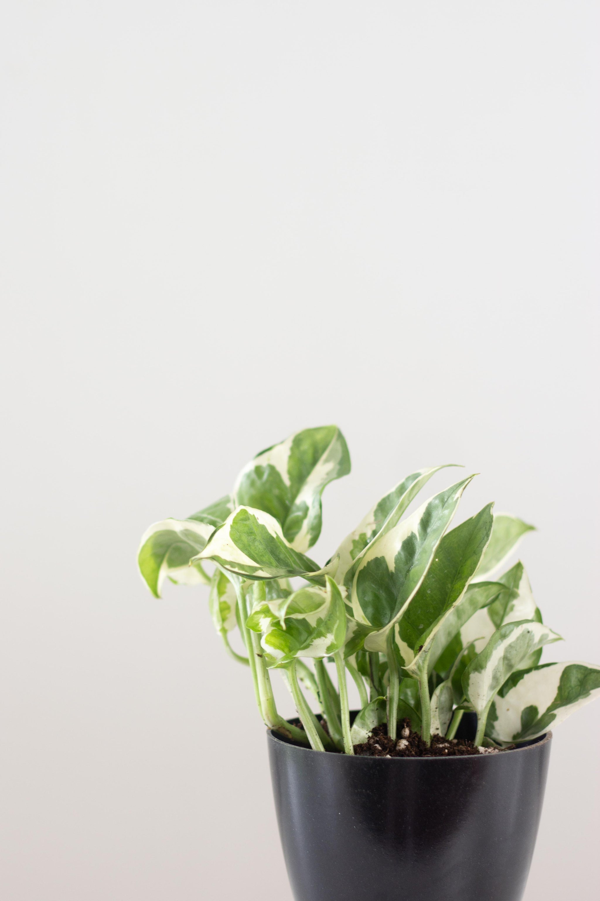 Trailing Vines Set – Bloomspace